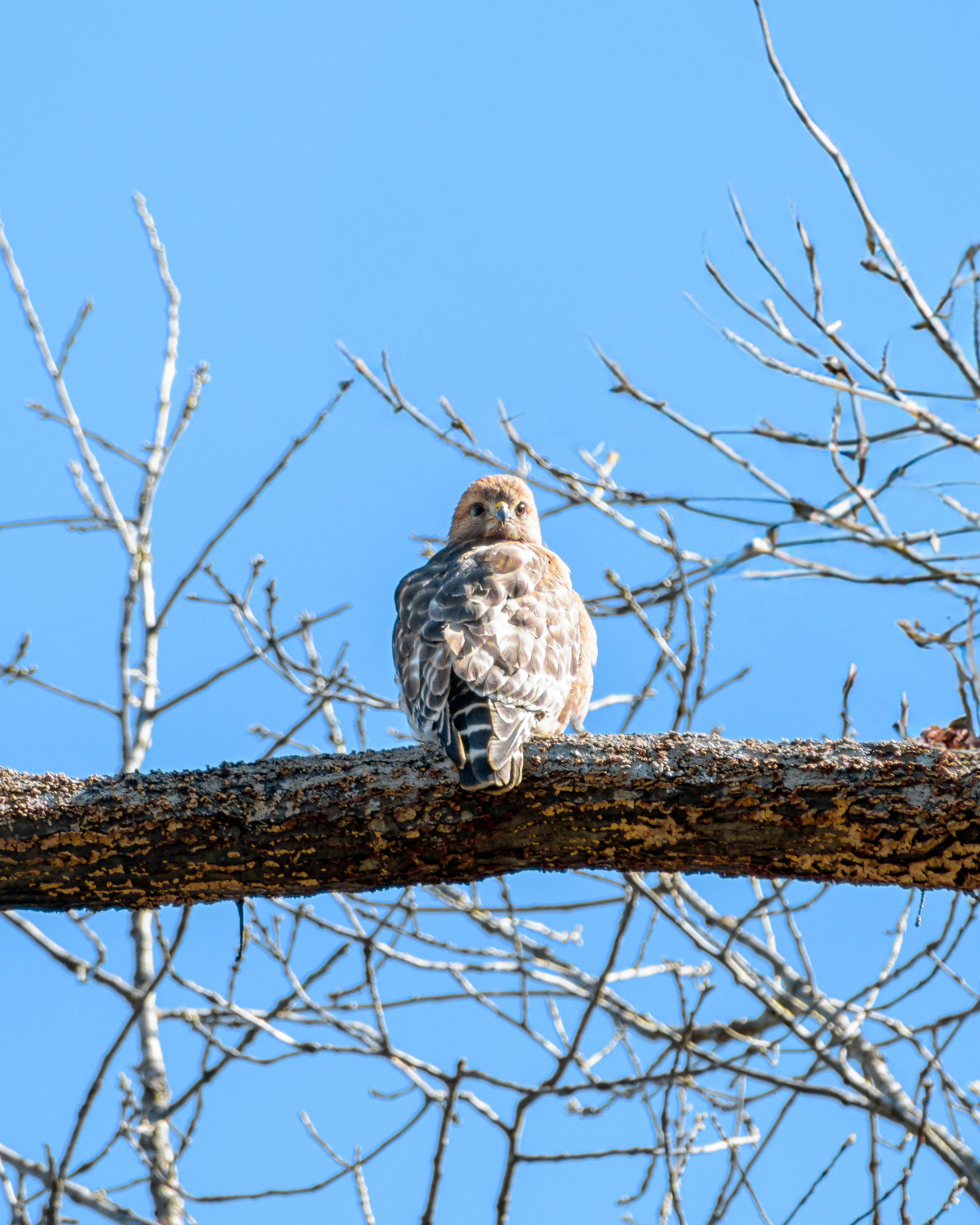 Red-shouldered Hawk Perched on Tree Branch · Free Stock Photo