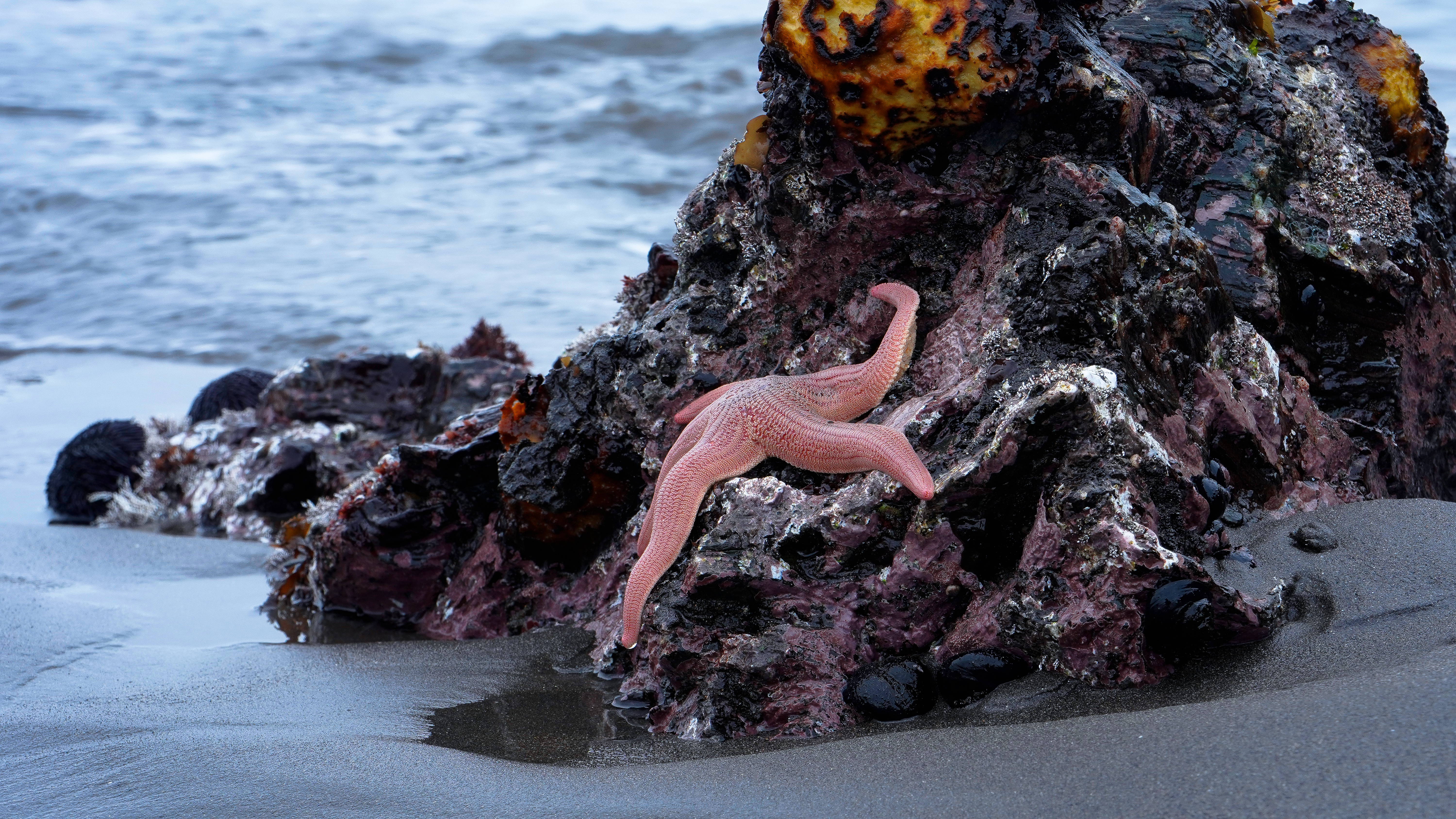 Pink Admin Photos, Download The BEST Free Pink Admin Stock Photos & HD ...