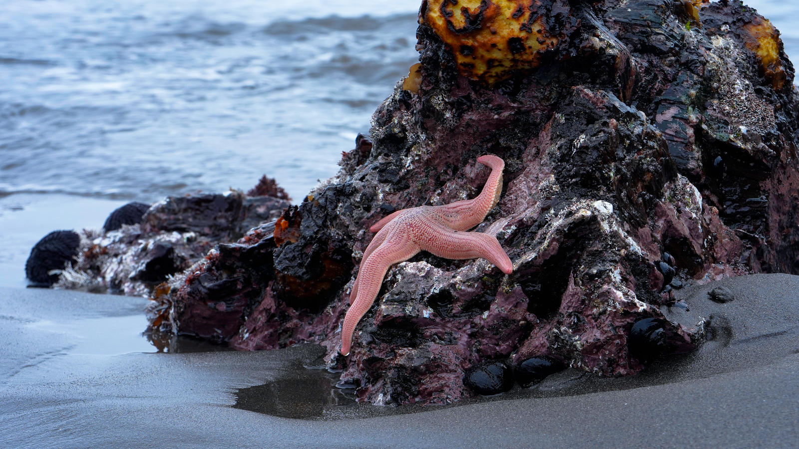 Starfish Photos, Download The BEST Free Starfish Stock Photos & HD Images