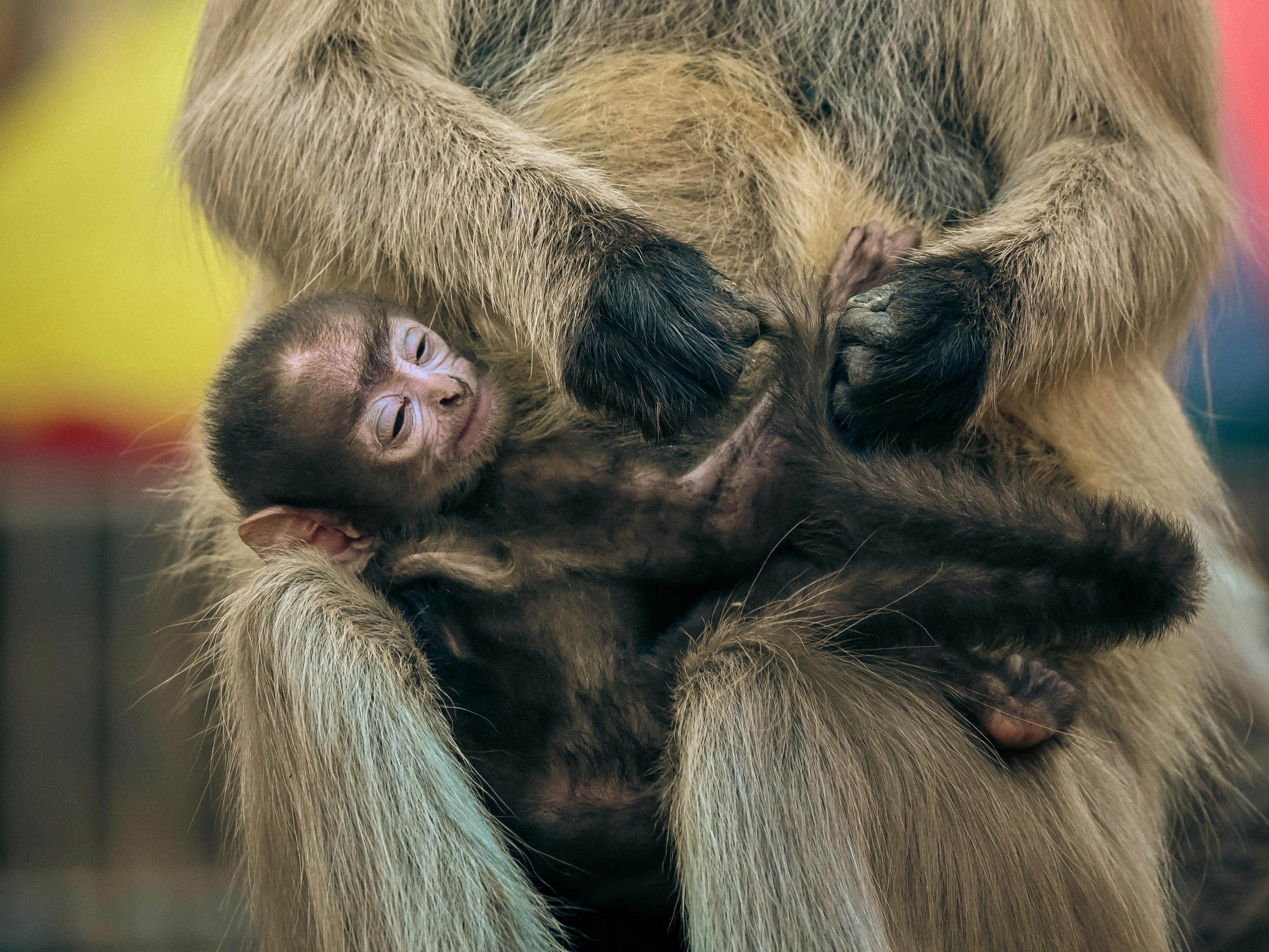 Intimate Portrait of Mother Monkey Cradling Baby · Free Stock Photo