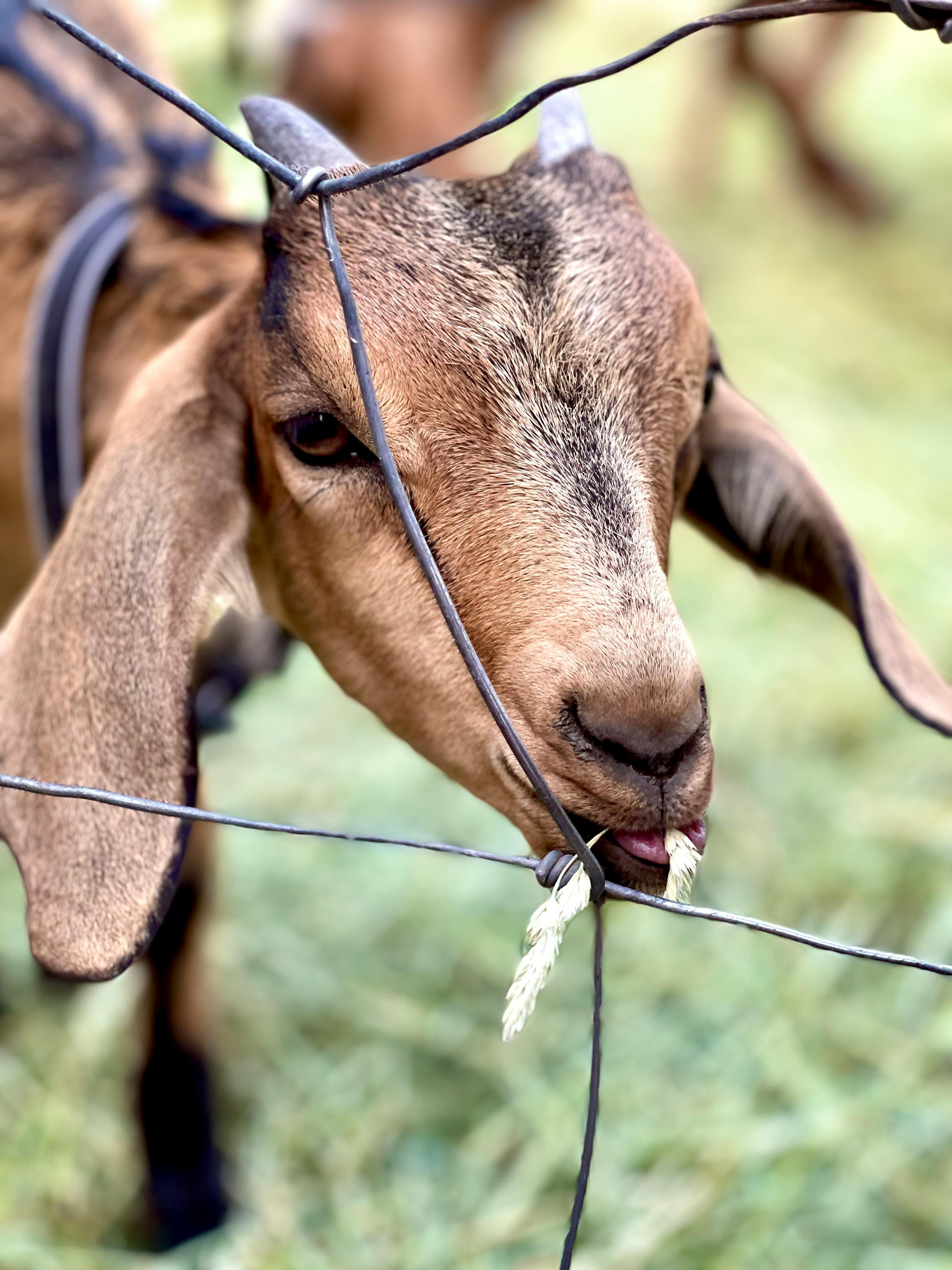 Cabra Masticando Hierba Detrás De Una Cerca De Alambre · Foto de stock ...