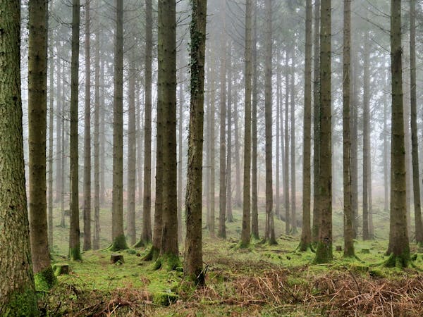 Fog Forest Photos, Download The BEST Free Fog Forest Stock Photos & HD ...