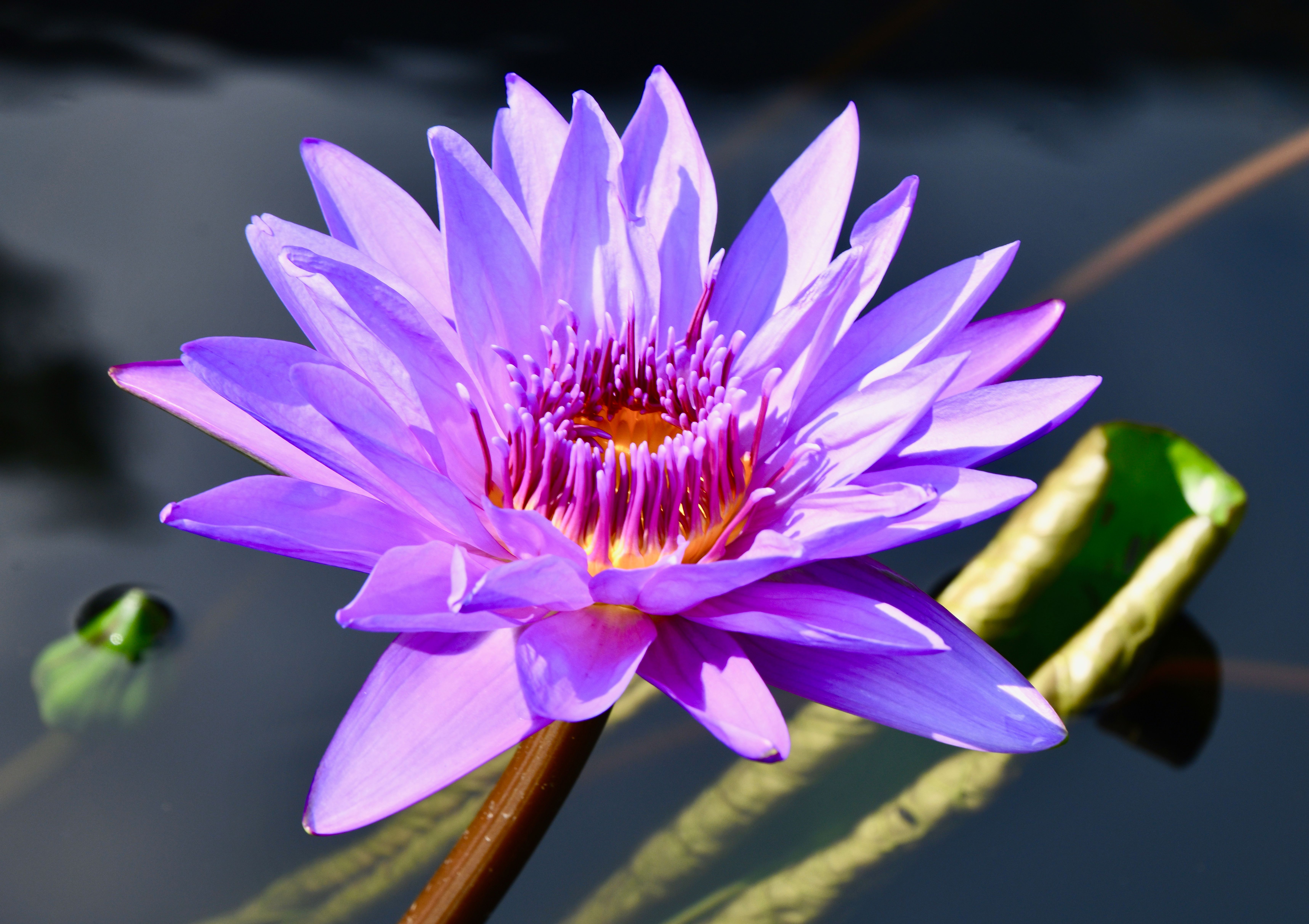 Water Lily Blooms