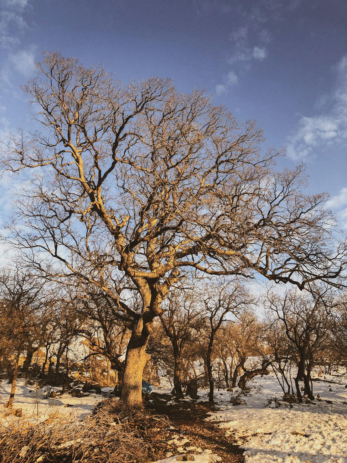 Oak Tree Photos, Download The BEST Free Oak Tree Stock Photos & HD Images