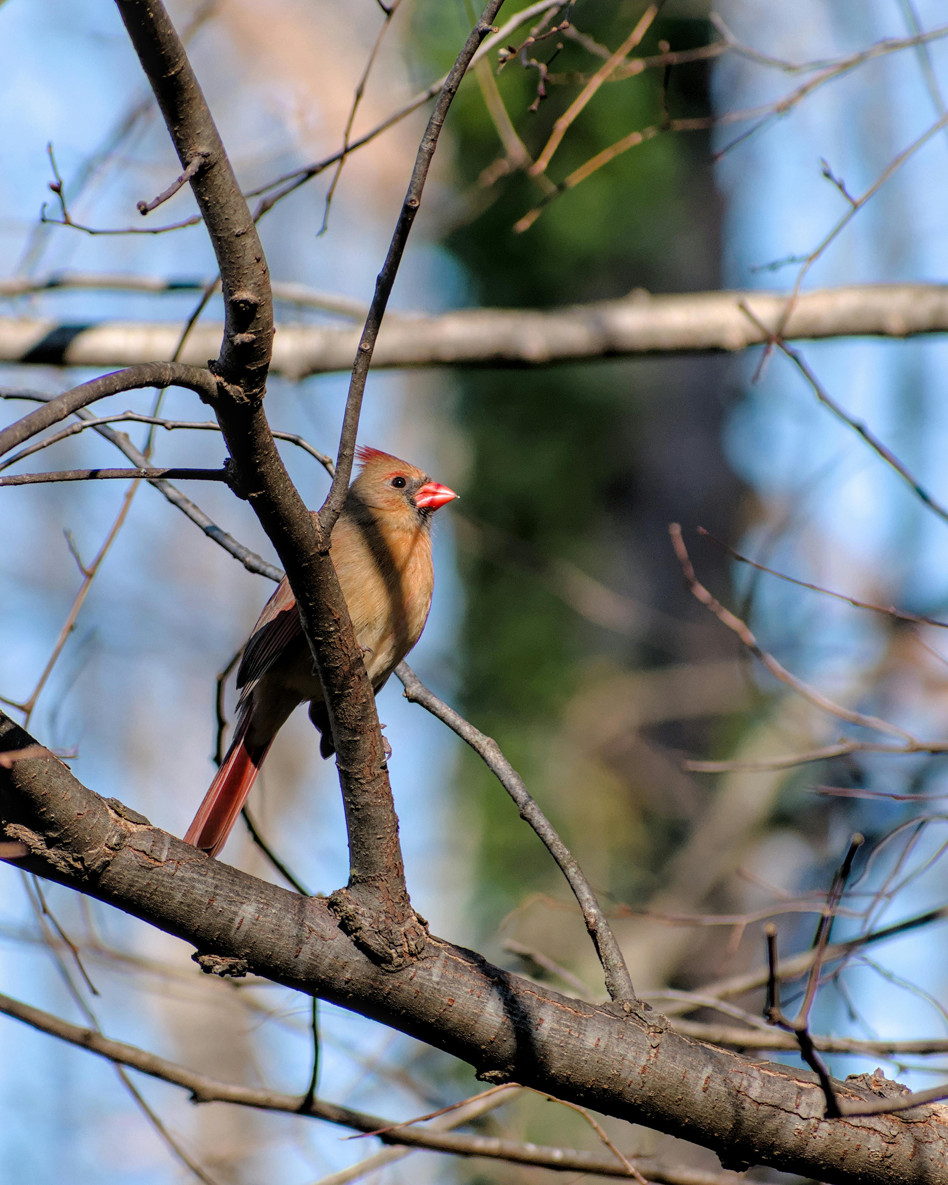 Northern Cardinal on Tree Branch in Atlanta · Free Stock Photo