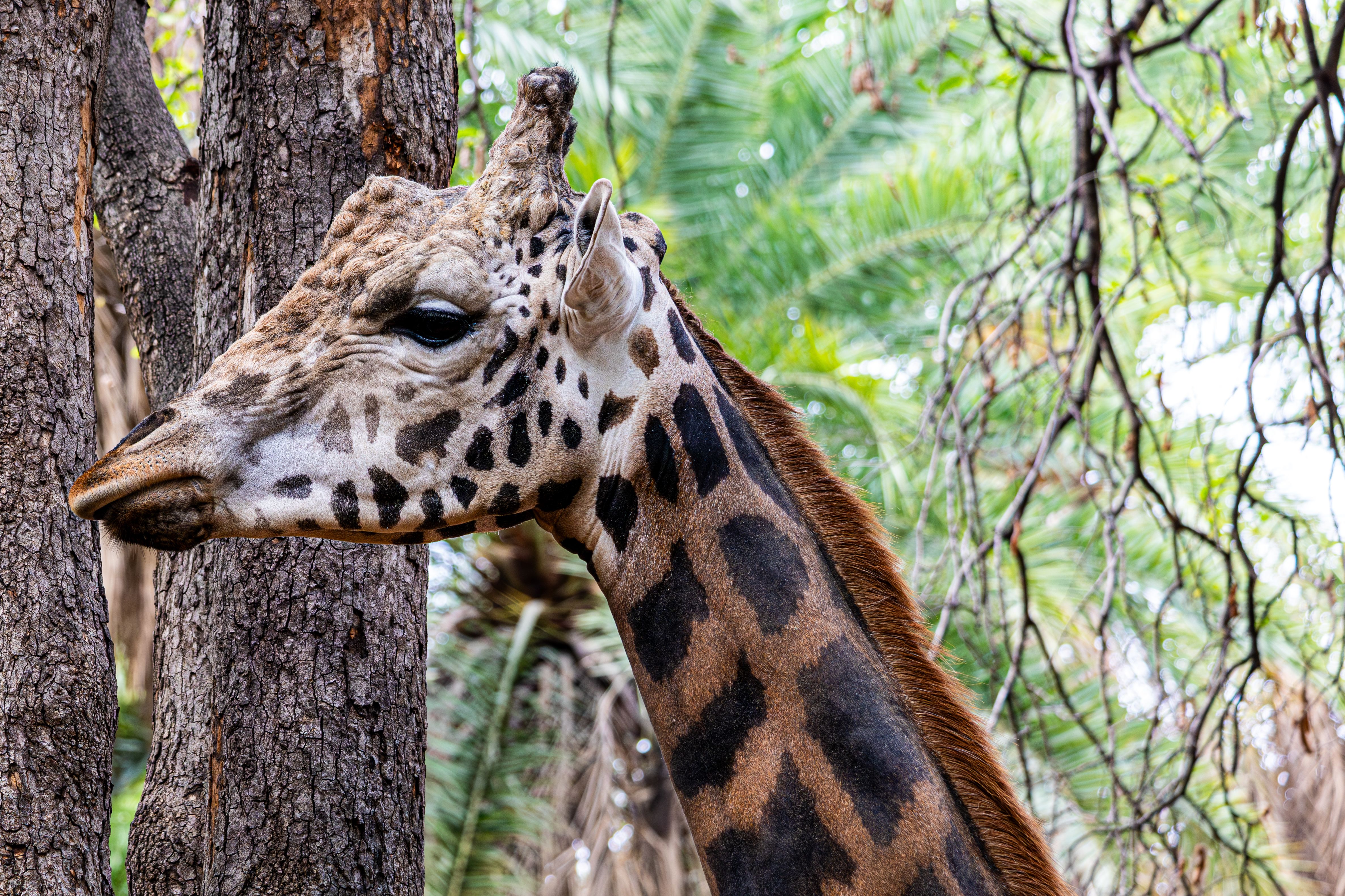 Close-up of Giraffe in Natural Habitat · Free Stock Photo
