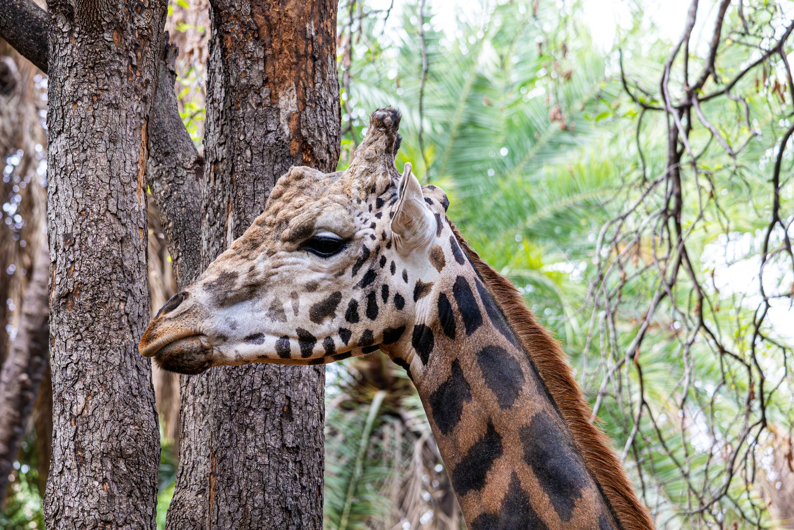 Giraffe Anatomy Photos, Download The BEST Free Giraffe Anatomy Stock ...