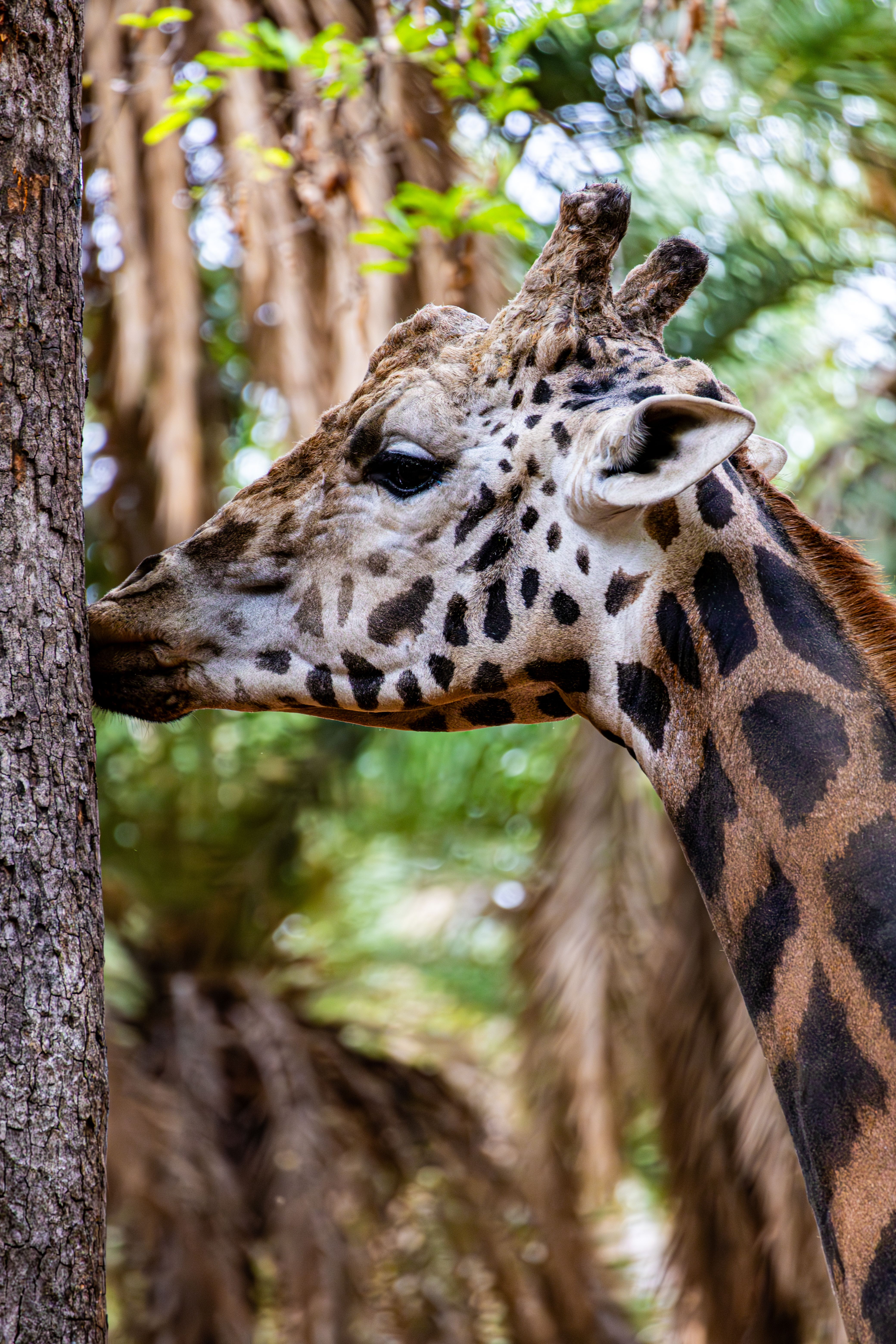 Close-up of a Giraffe in Natural Habitat · Free Stock Photo