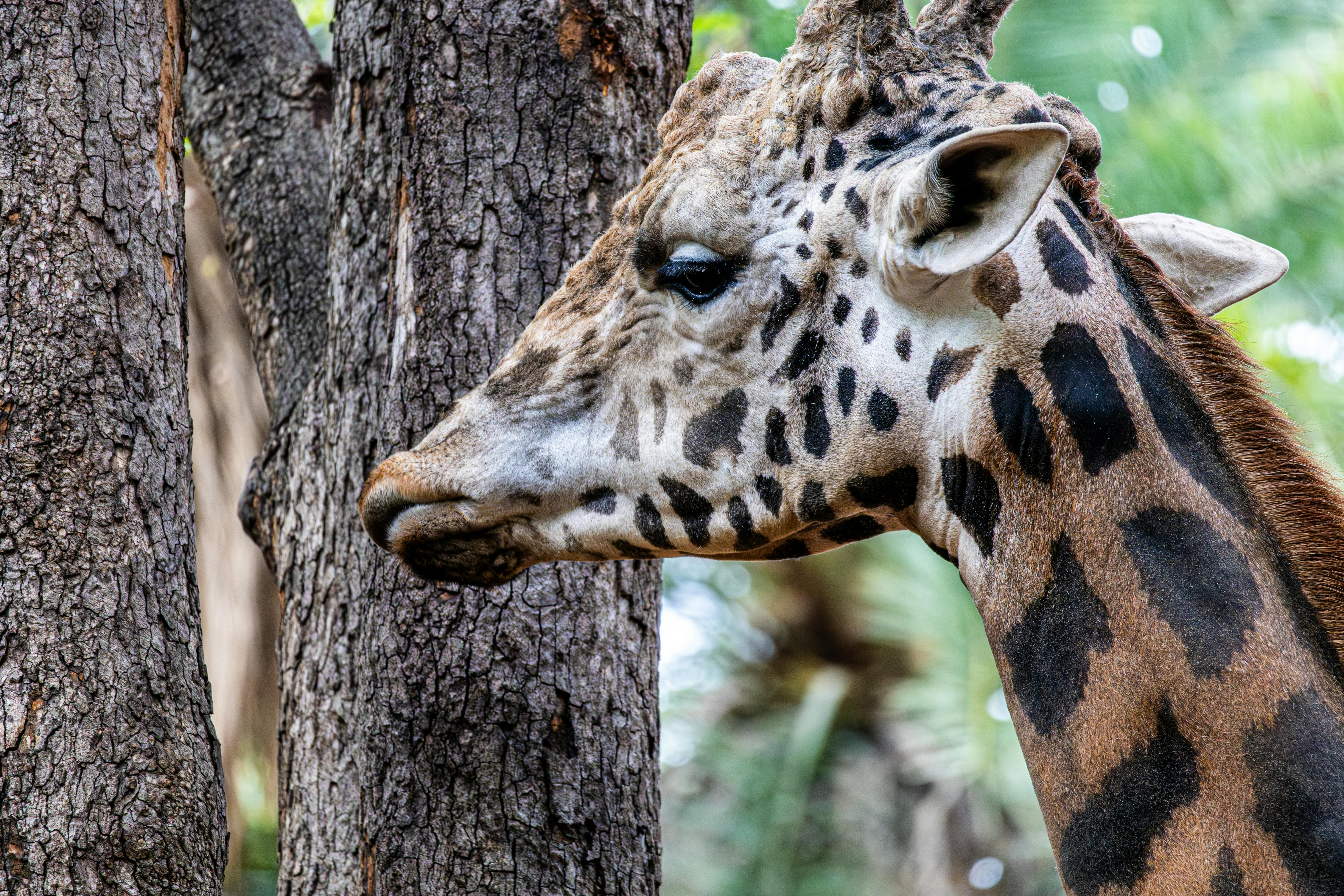 Close-up of Giraffe Beside Tree in Natural Habitat · Free Stock Photo