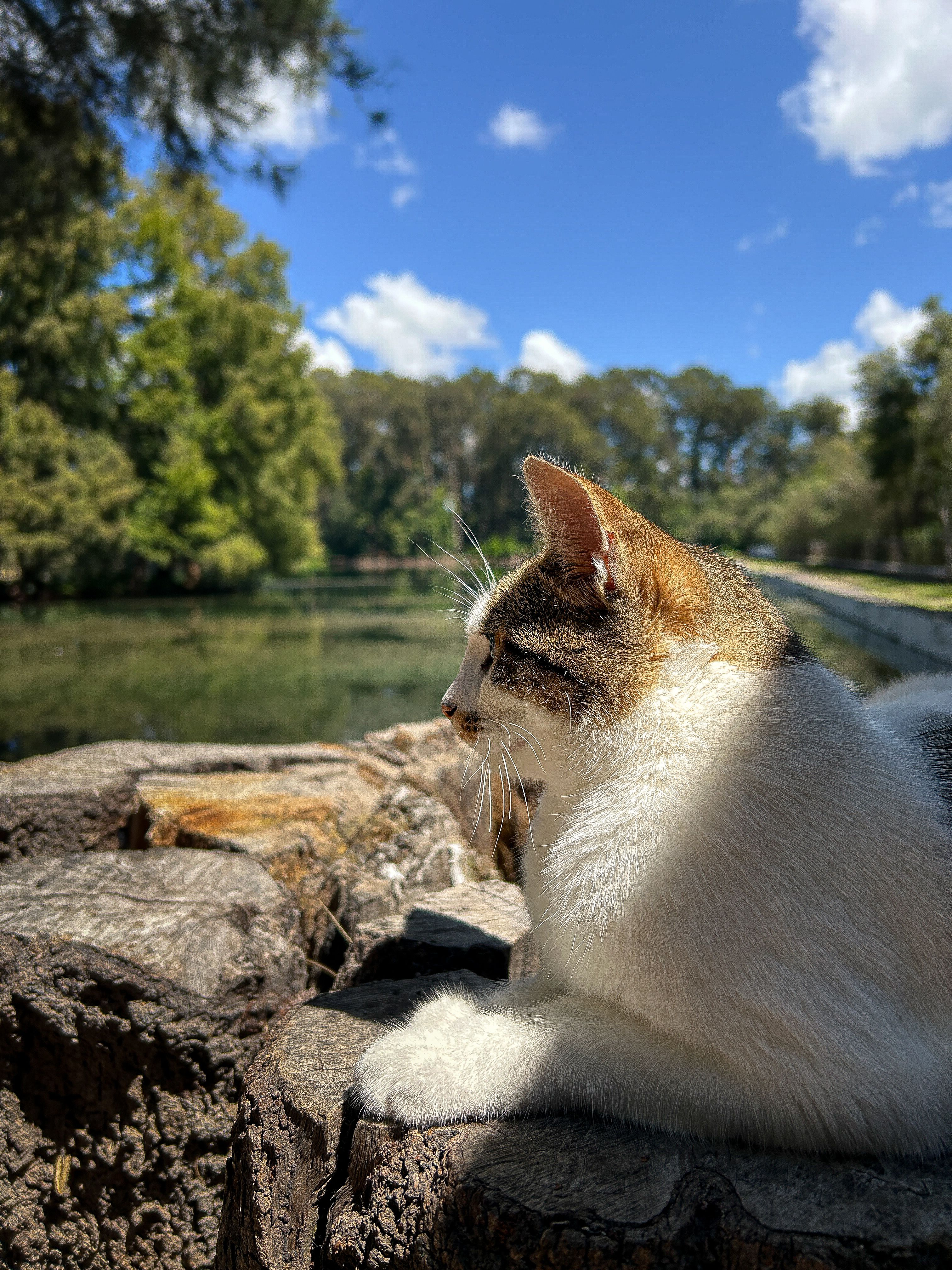 Cat Attitude Photos, Download The BEST Free Cat Attitude Stock Photos ...