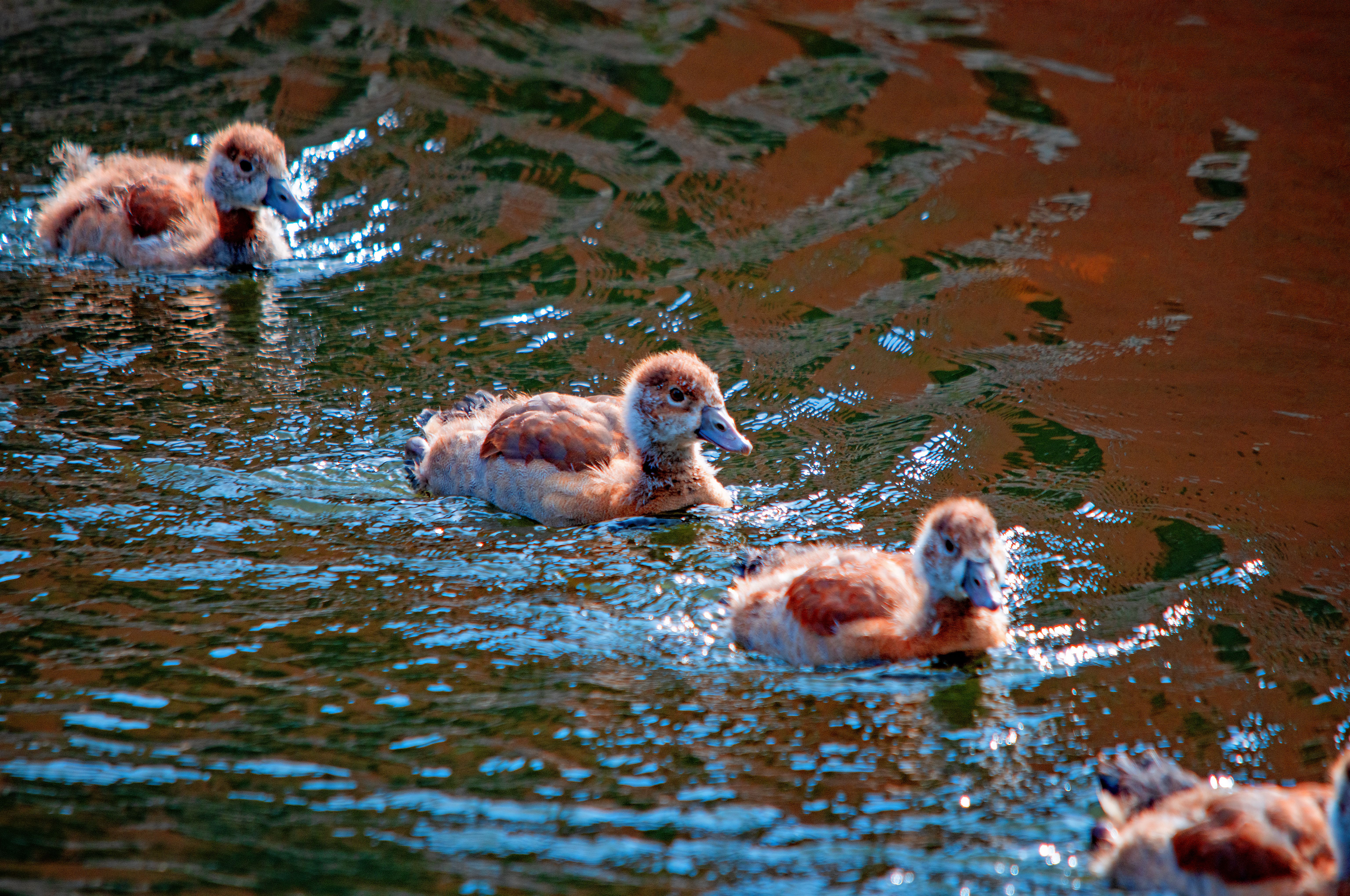 Adorables Patitos Nadando En Un Estanque Iluminado Por El Sol · Foto de ...