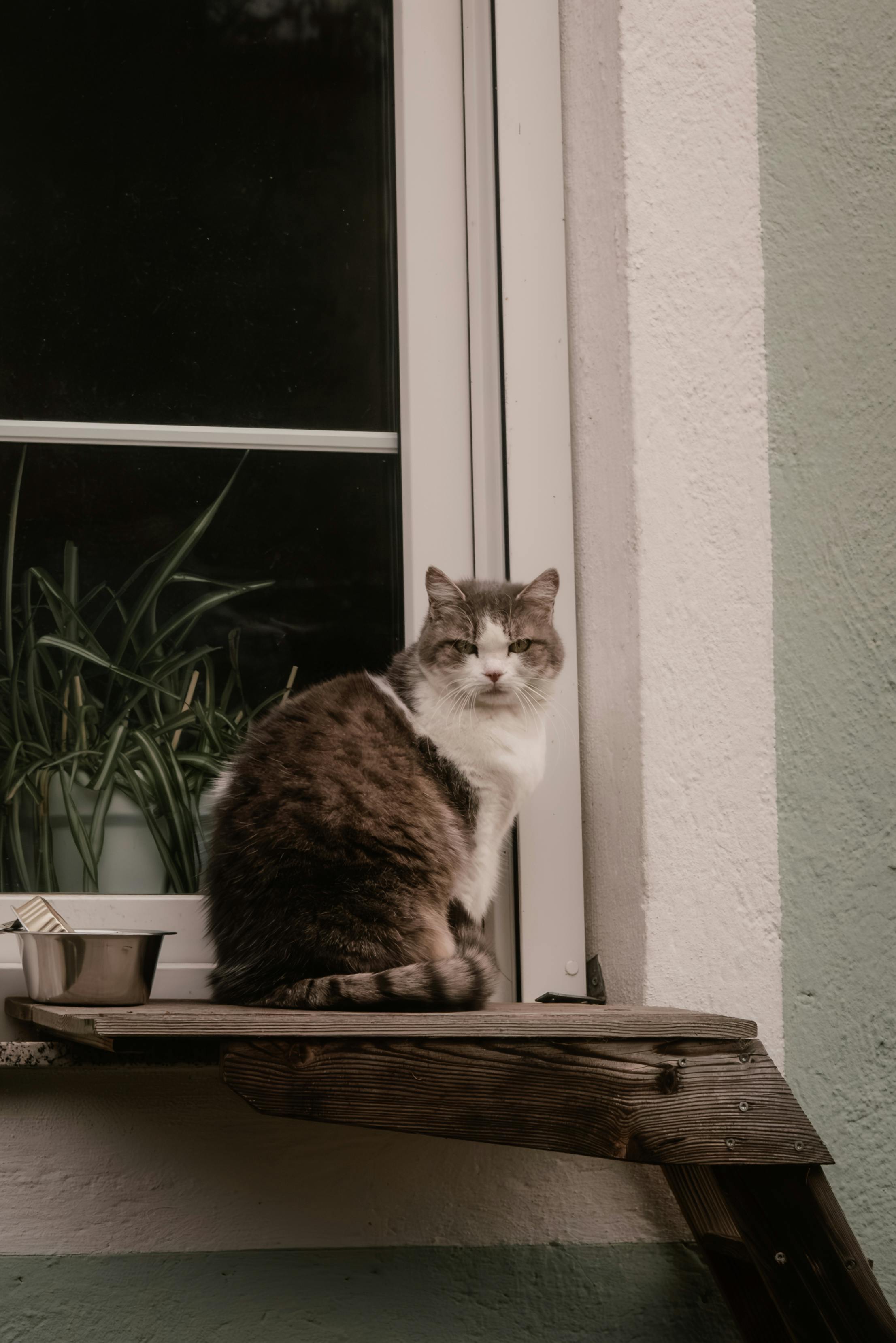 Con Mèo Canh Chừng Bên Cửa Sổ · Ảnh có sẵn miễn phí