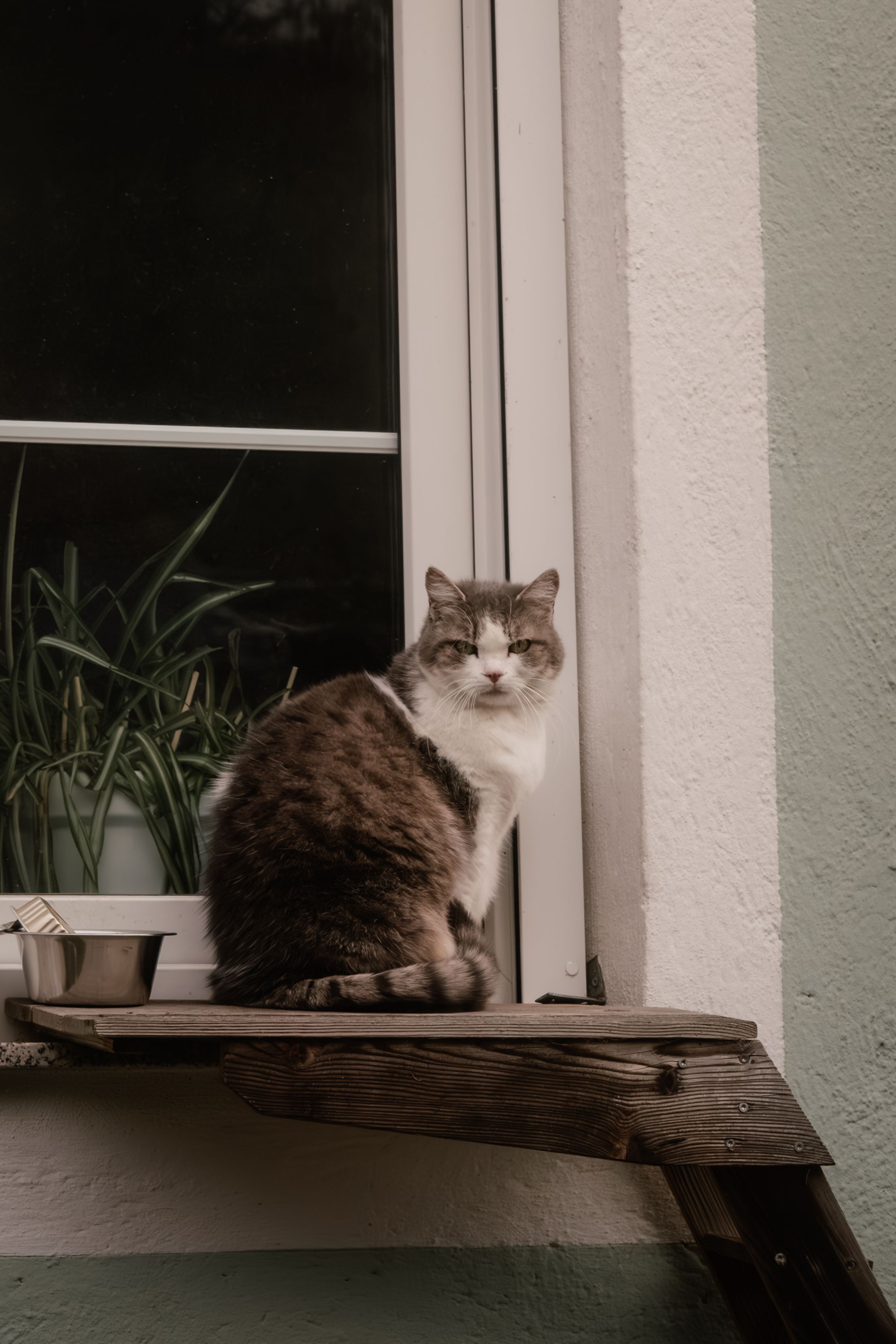 Cozy Domestic Cat Sitting by a Window · Free Stock Photo