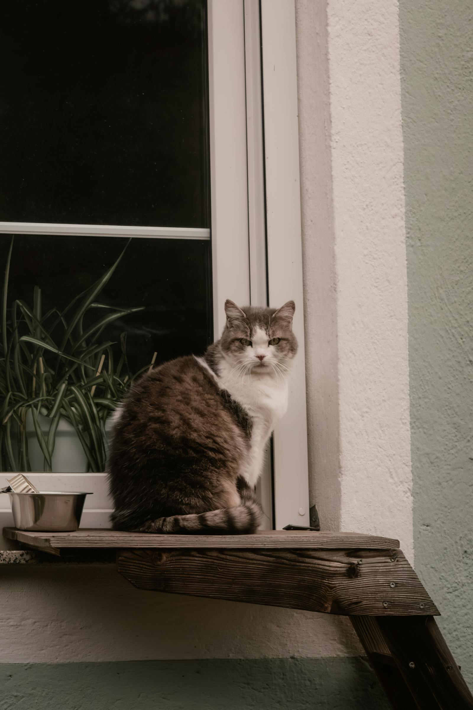 Windows Cat Wallpaper Photos, Download The BEST Free Windows Cat ...