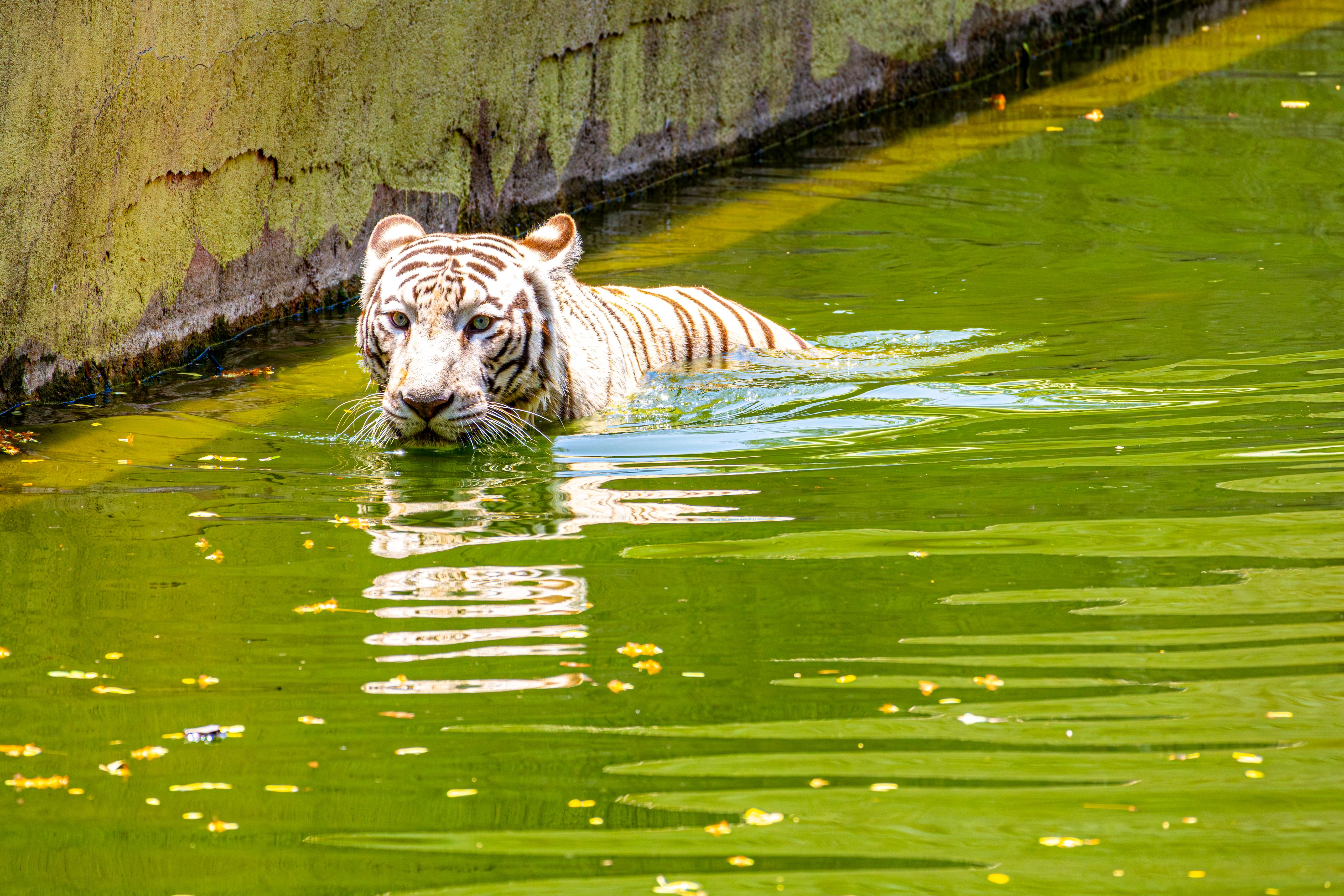 Majestic Tiger Cooling Off in Green Waters · Free Stock Photo