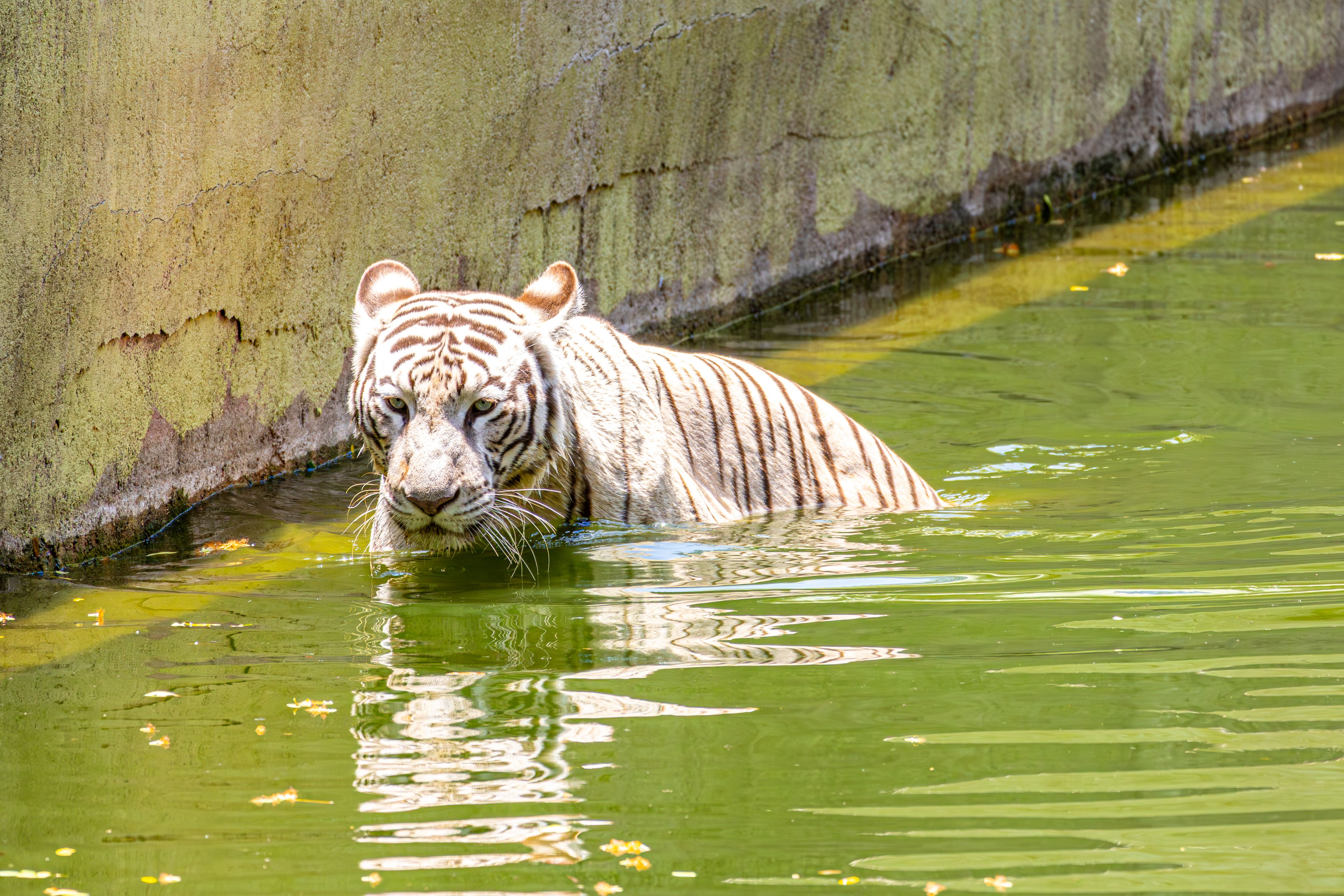 White Tiger Cooling in a Green Water Pool · Free Stock Photo