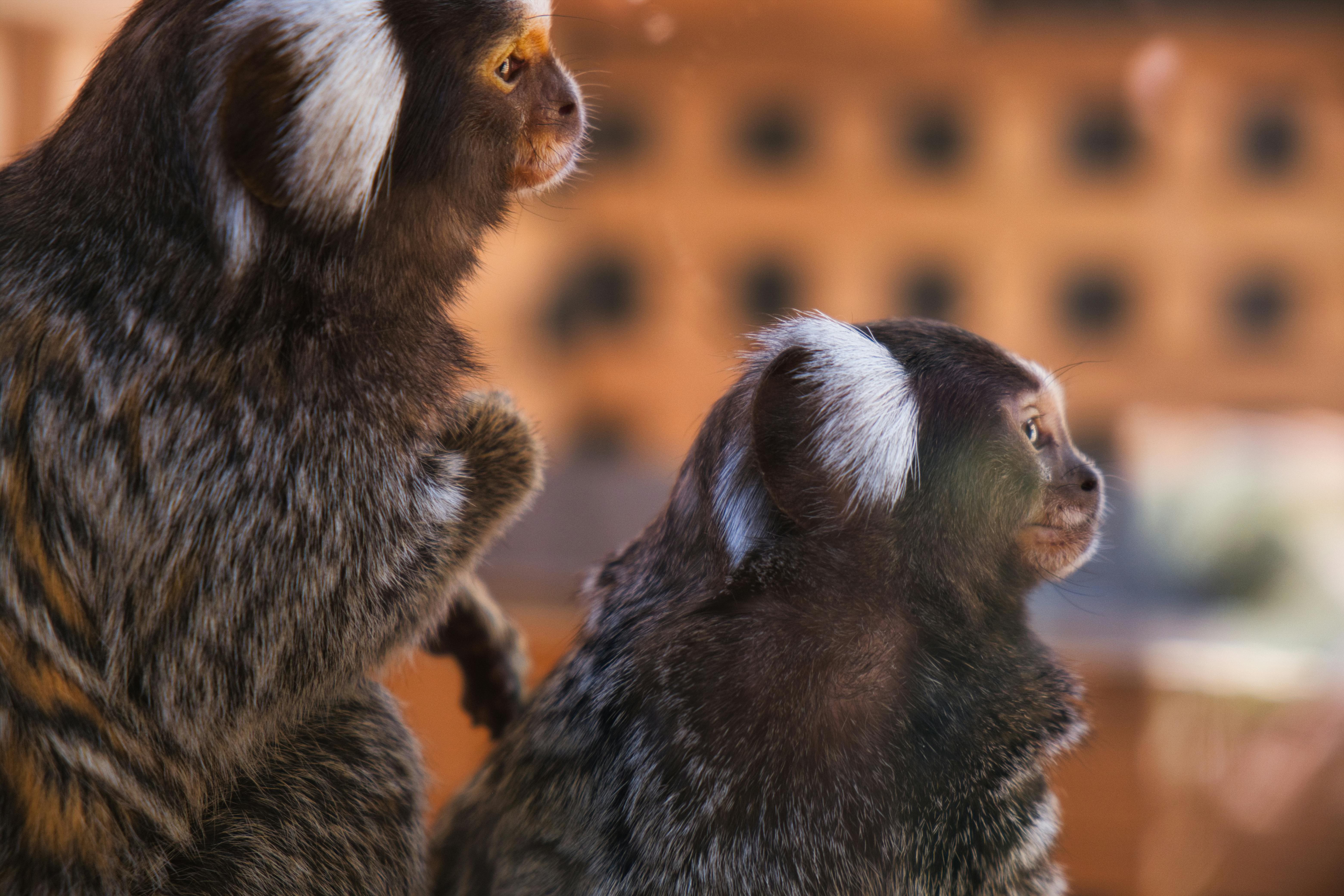 Captivating Portrait of Common Marmosets in Profile · Free Stock Photo