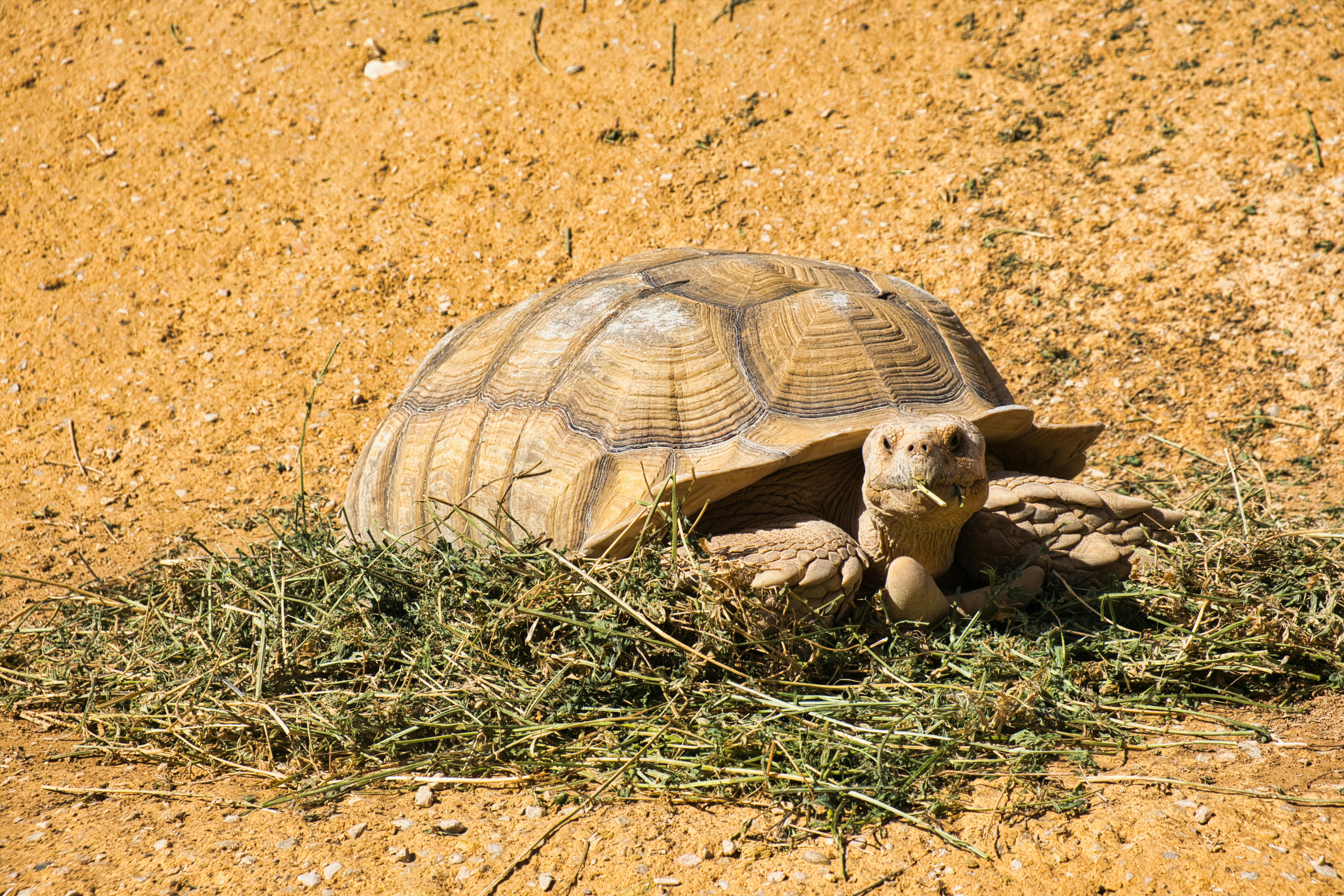 African Sulcata Tortoise on Sandy Terrain · Free Stock Photo
