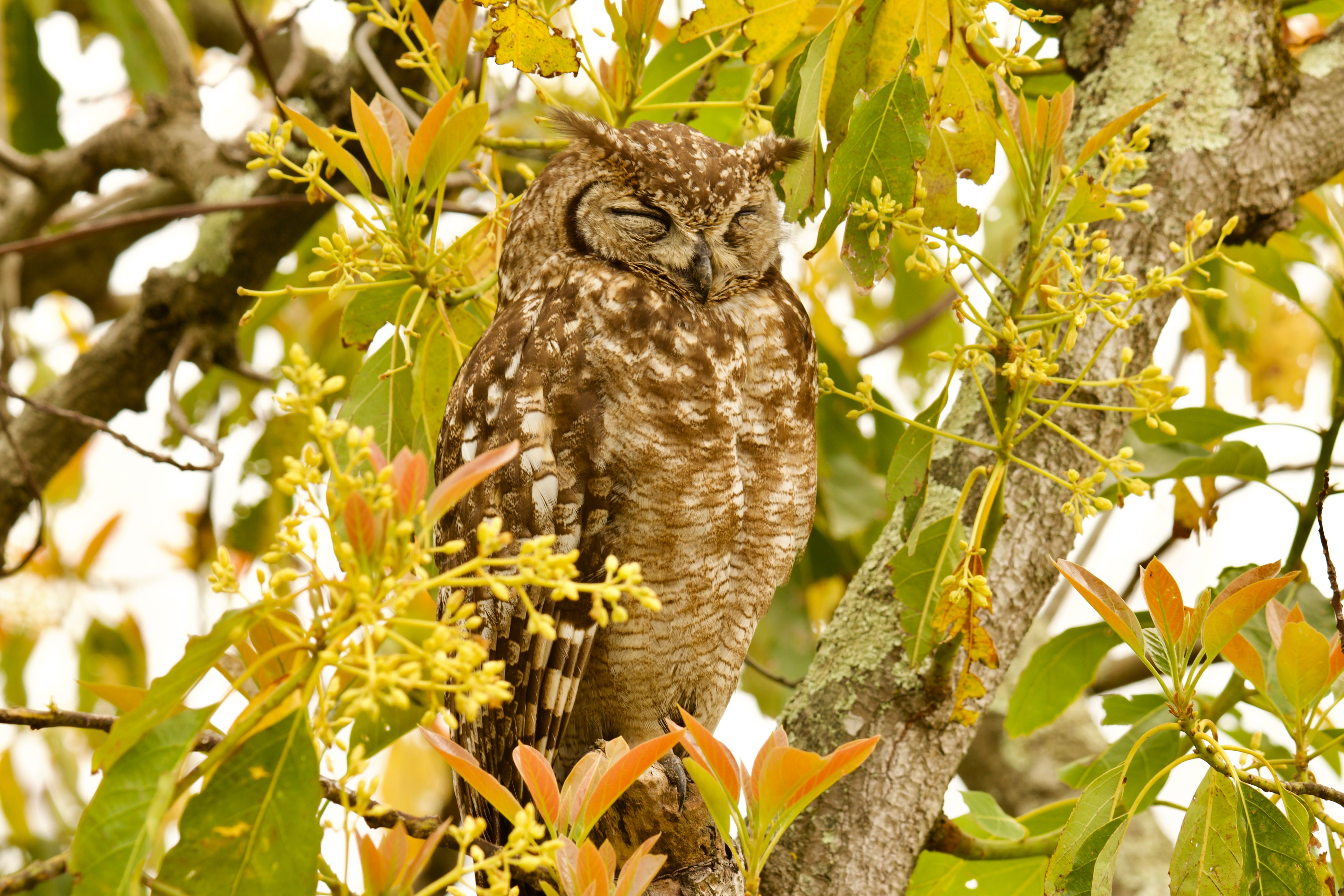 Spotted Eagle Owl Resting in Spring Foliage · Free Stock Photo