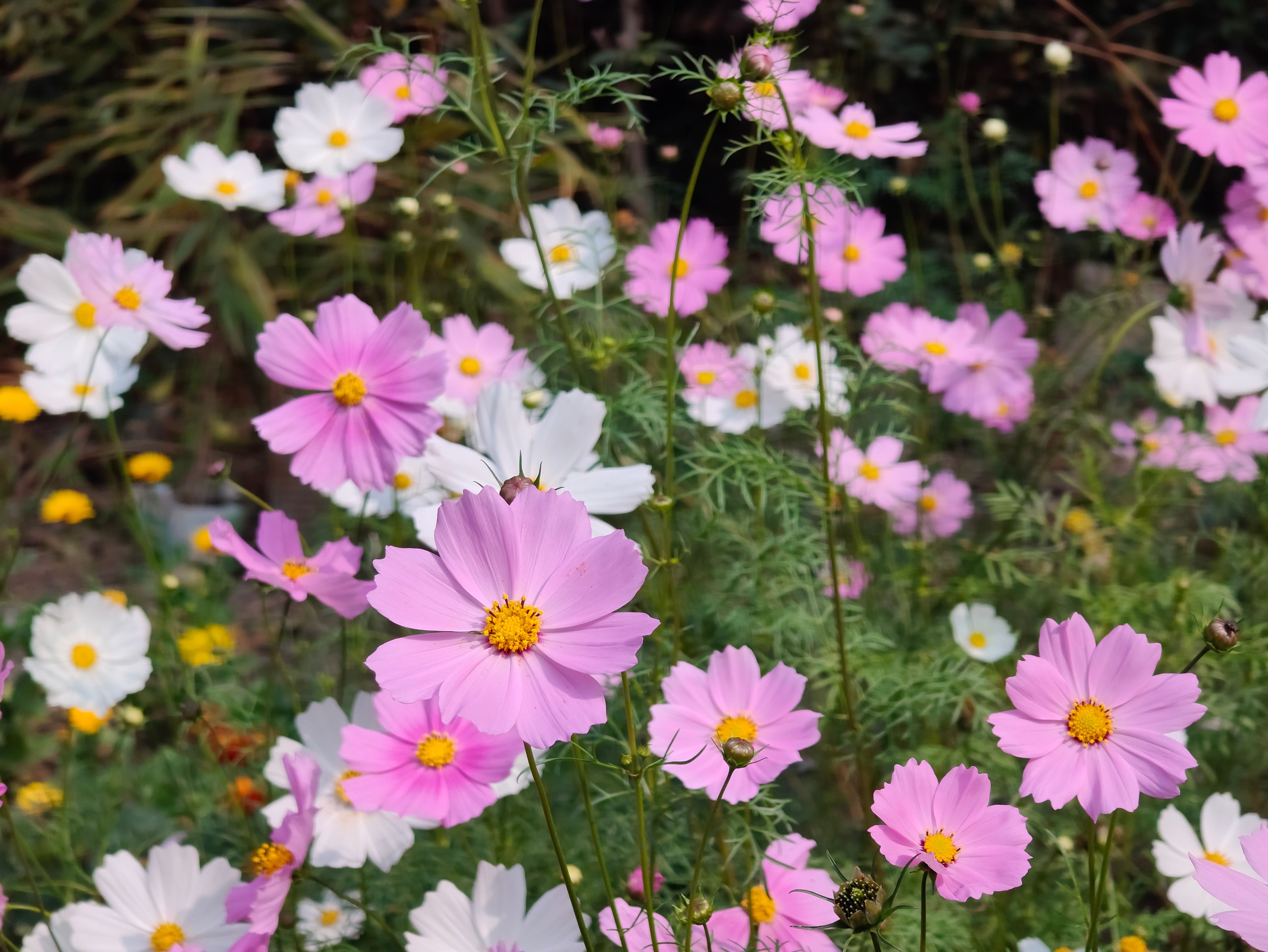 Blooming Cosmos Flowers in Vibrant Garden · Free Stock Photo