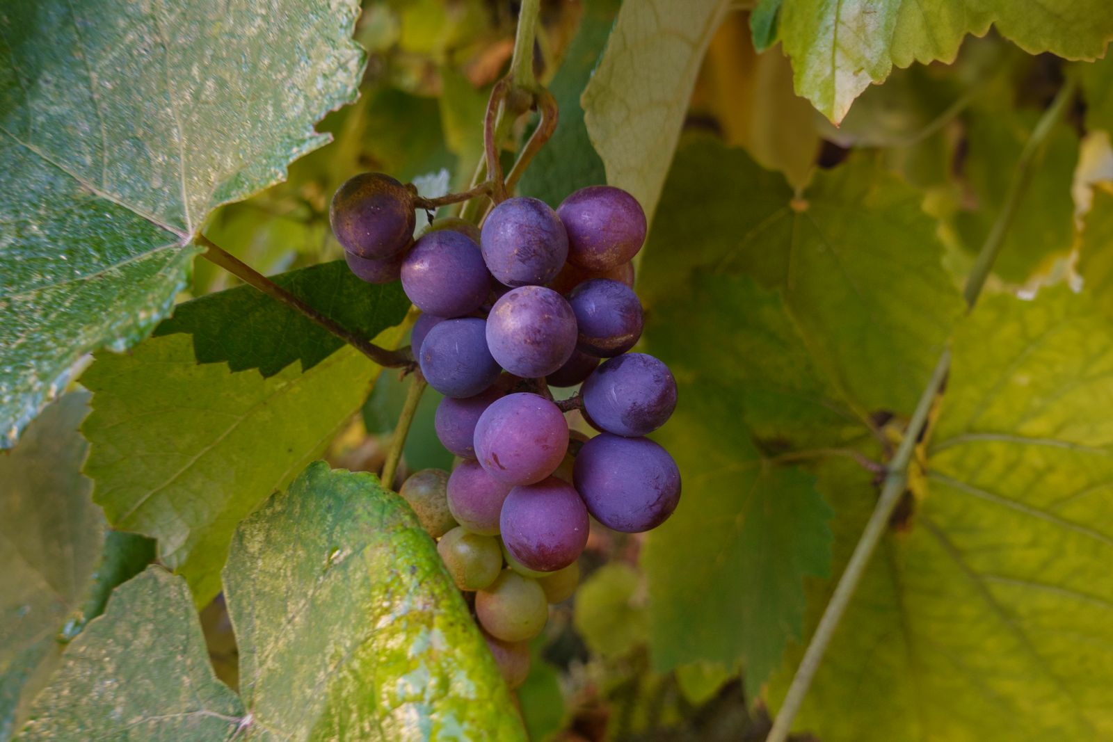 Sour Grapes Photos, Download The BEST Free Sour Grapes Stock Photos ...