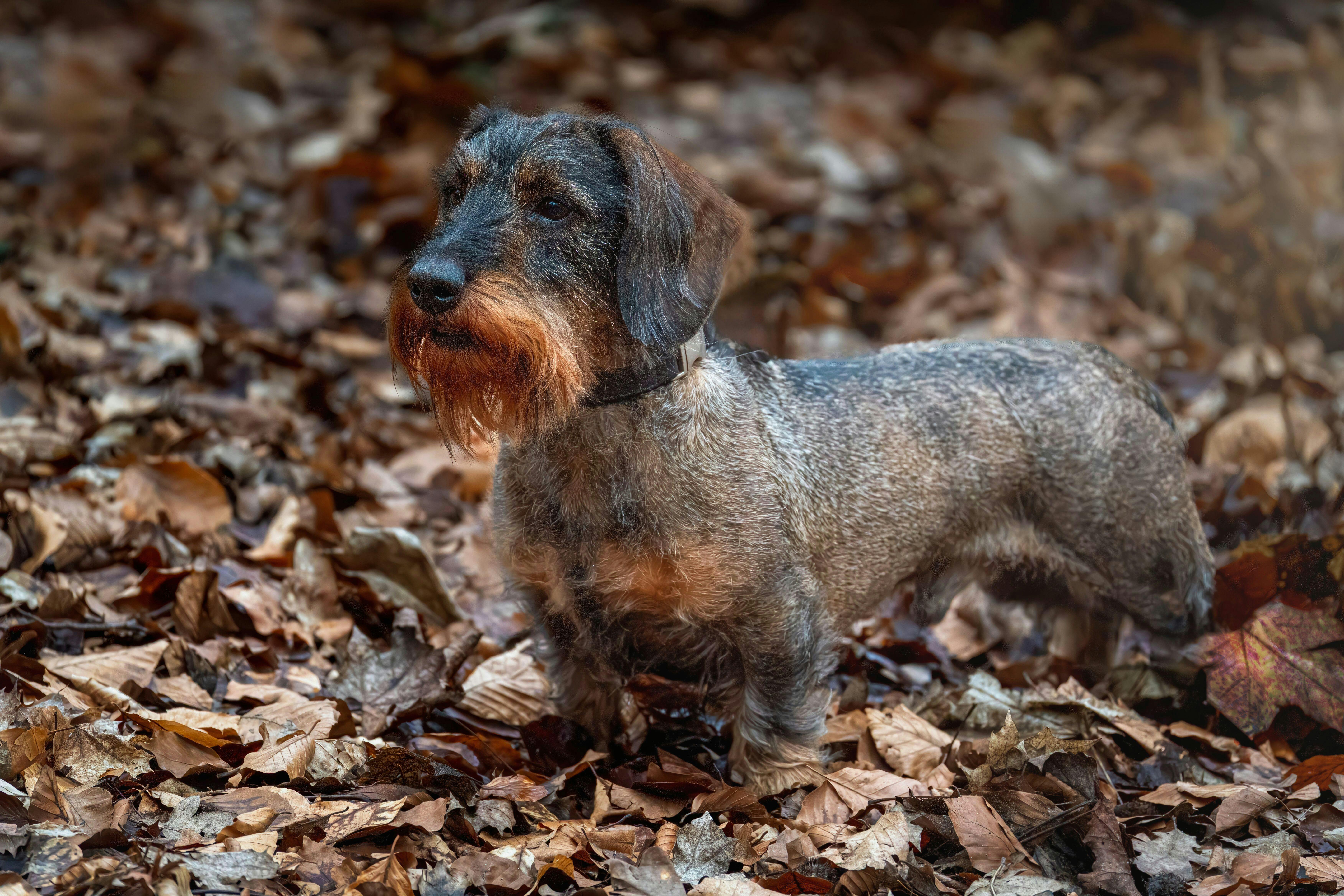 Teckel Pup Photos, Download The BEST Free Teckel Pup Stock Photos & HD ...