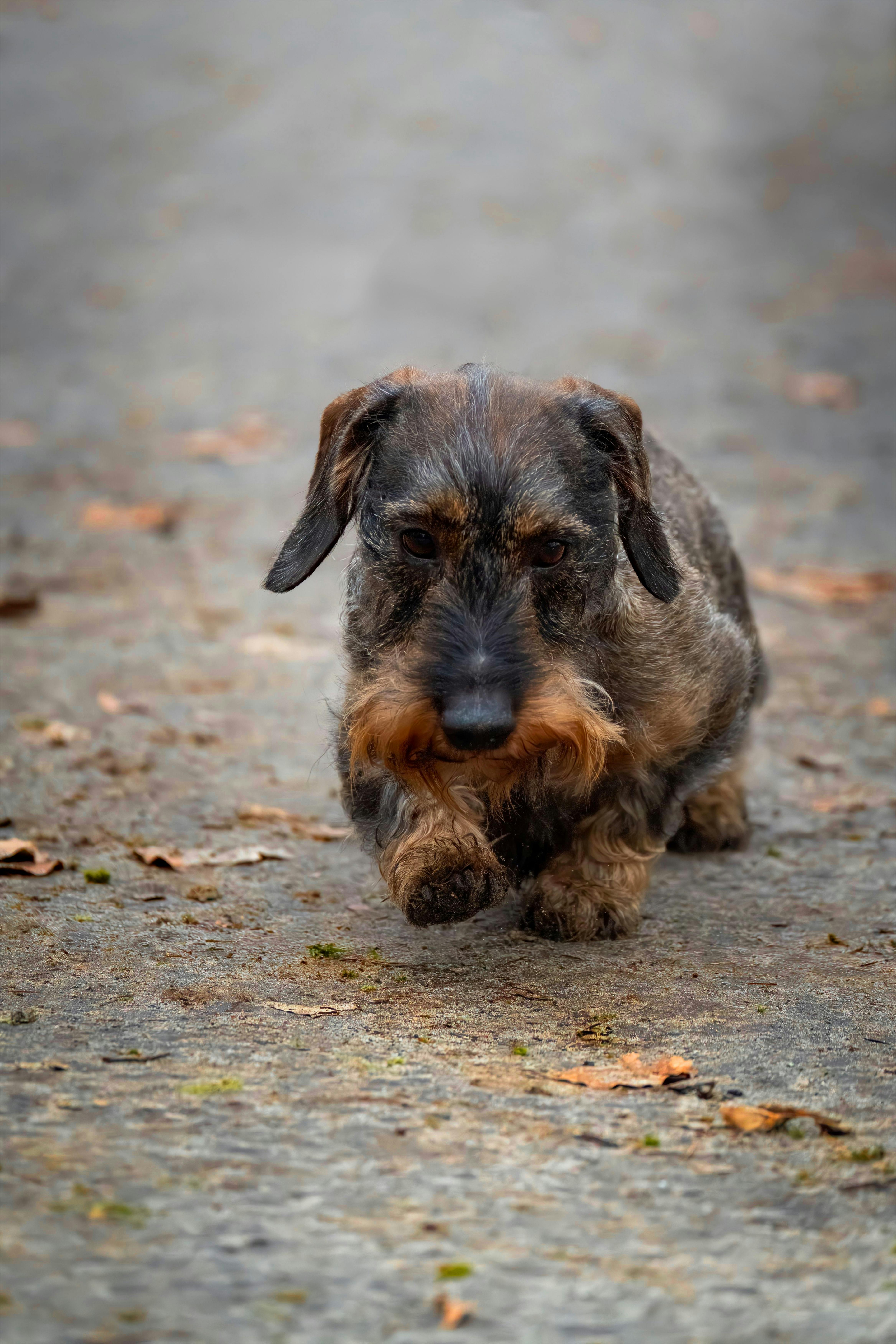 Dash Hound Dog Photos, Download The BEST Free Dash Hound Dog Stock ...