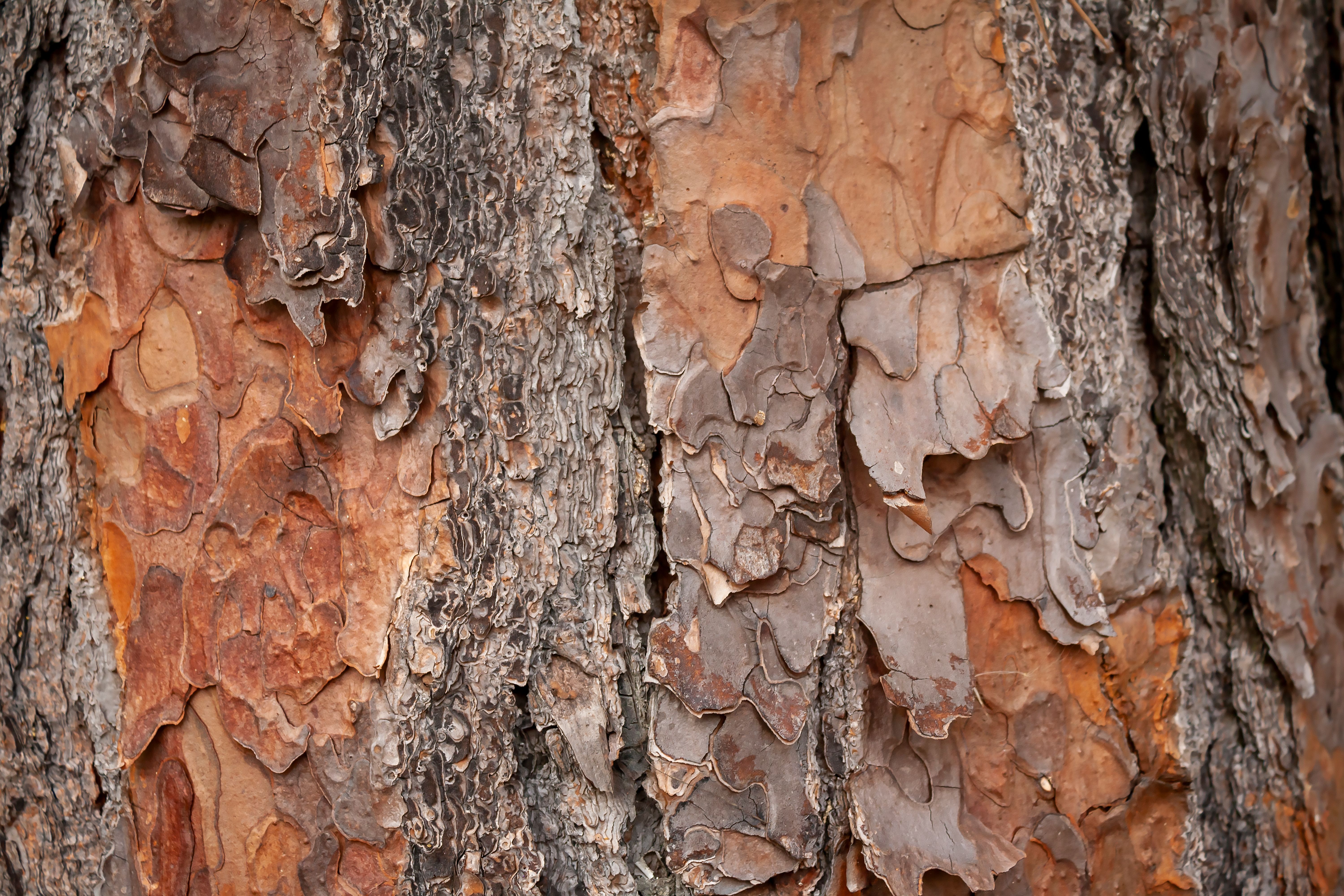 Close-up of Textured Tree Bark in Mérida · Free Stock Photo