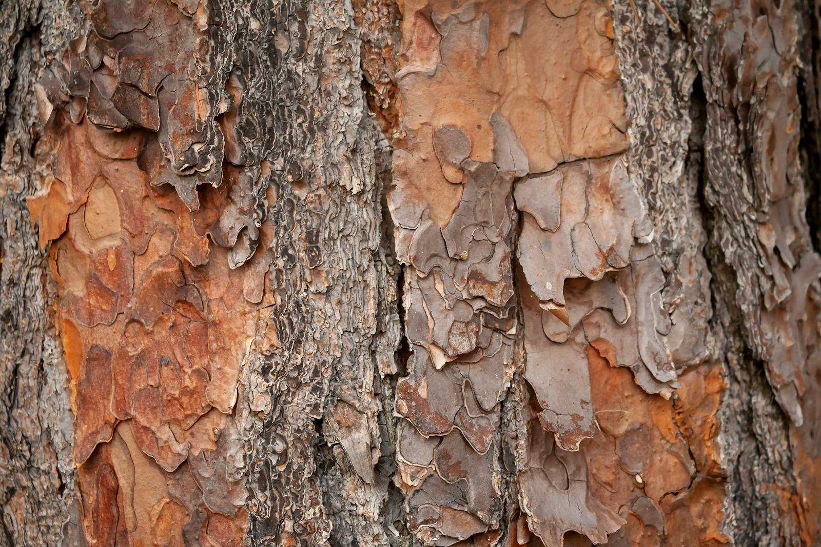 Plant Texture Photos, Download The BEST Free Plant Texture Stock Photos ...