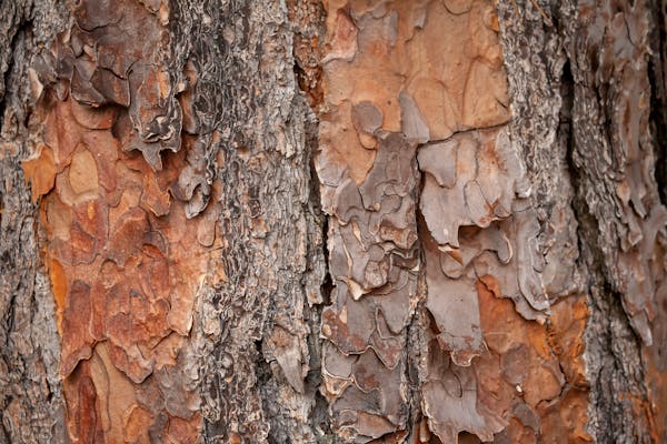 Plant Texture Photos, Download The BEST Free Plant Texture Stock Photos ...