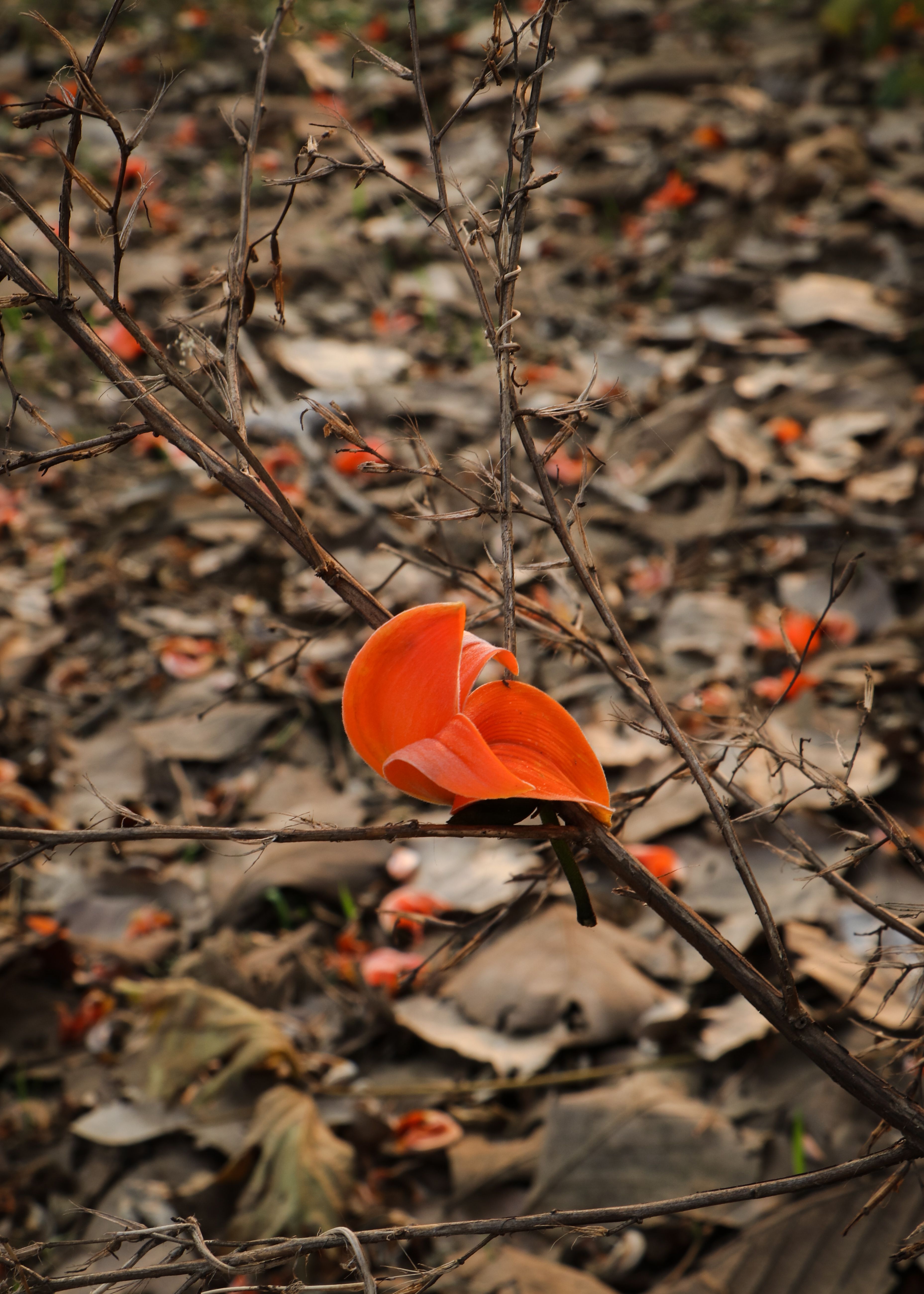 Vibrant Palash Flower Amidst Dry Leaves · Free Stock Photo