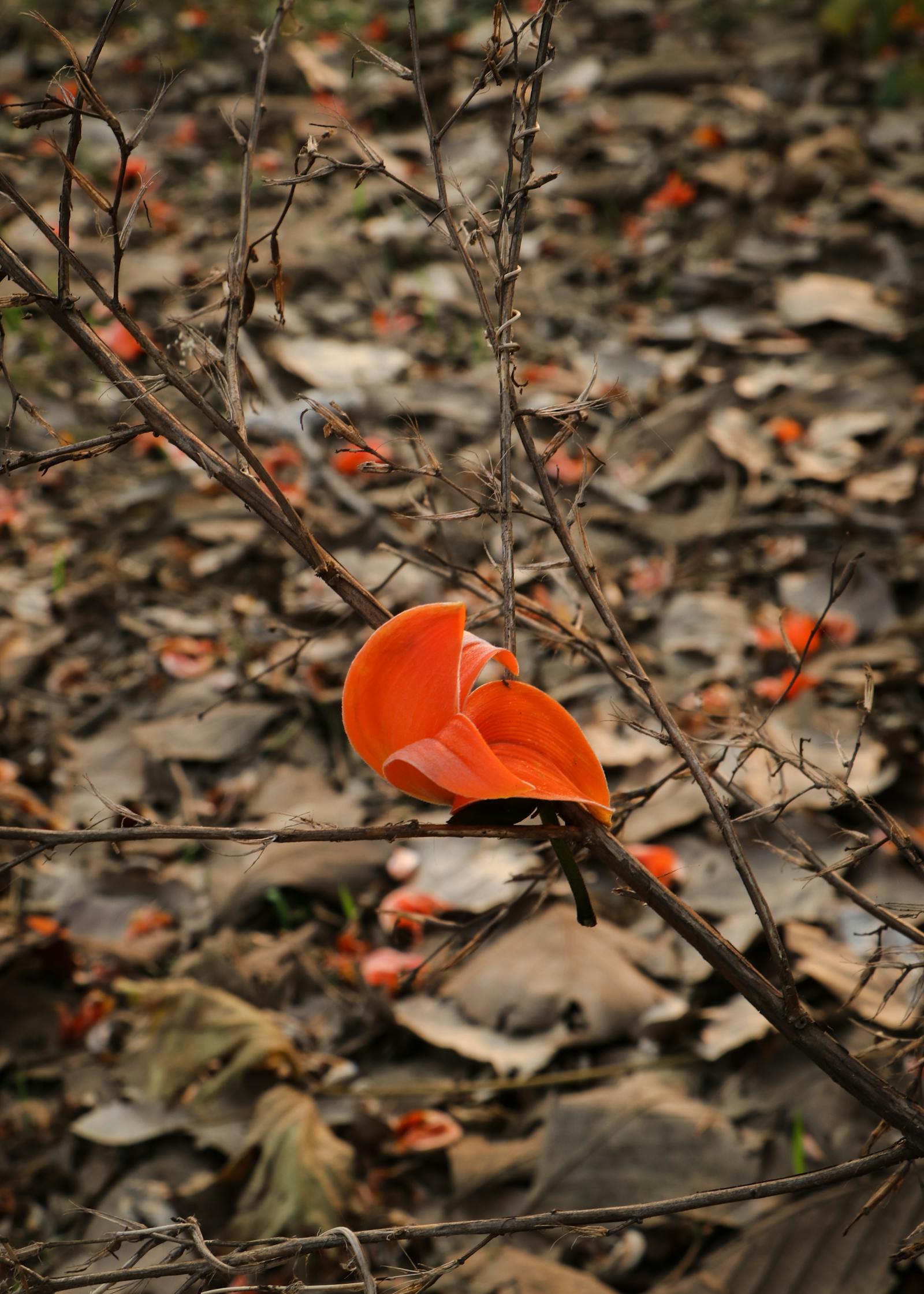 Palash Flower Photos, Download The BEST Free Palash Flower Stock Photos ...
