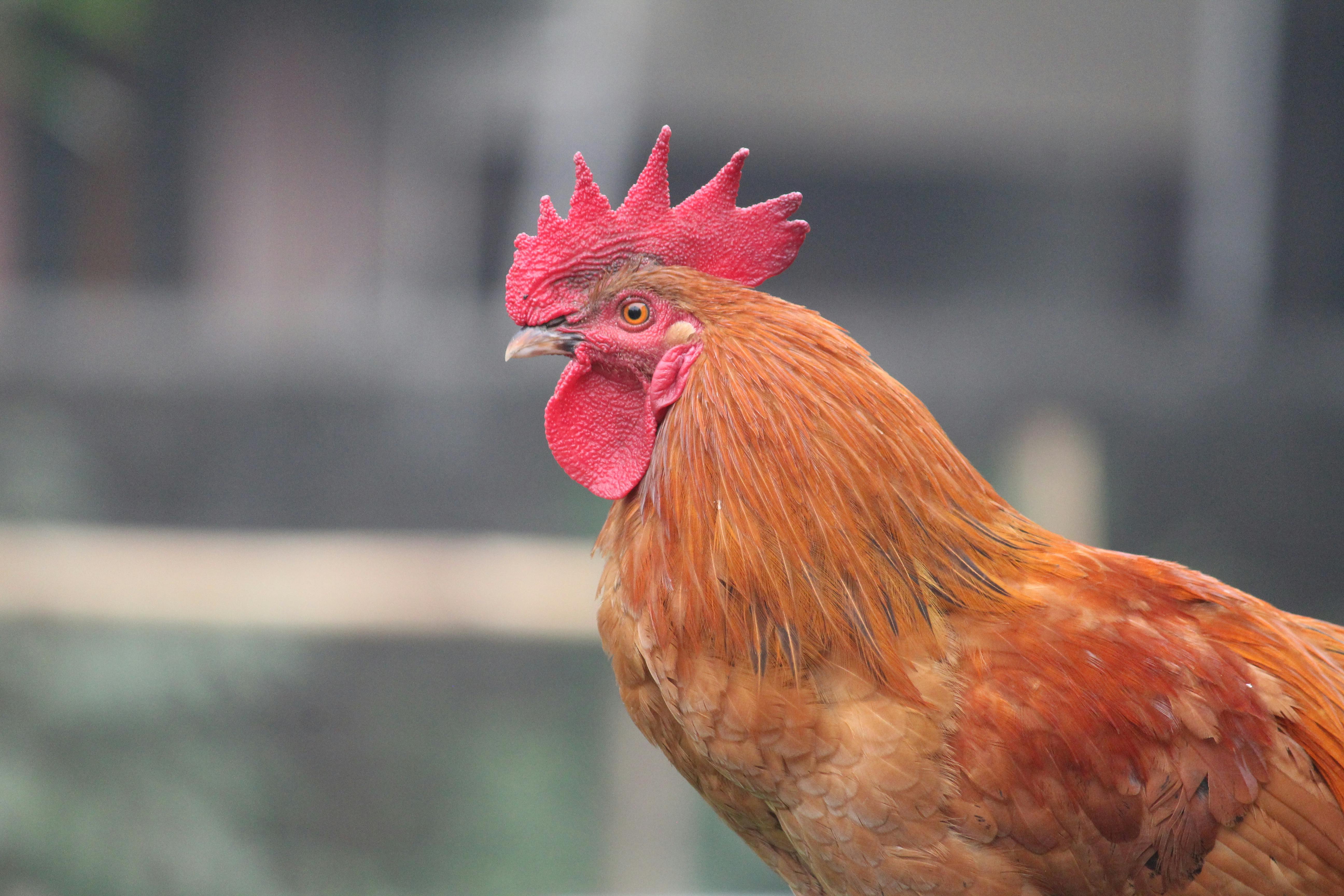 Close-up Portrait of a Vibrant Red Rooster · Free Stock Photo