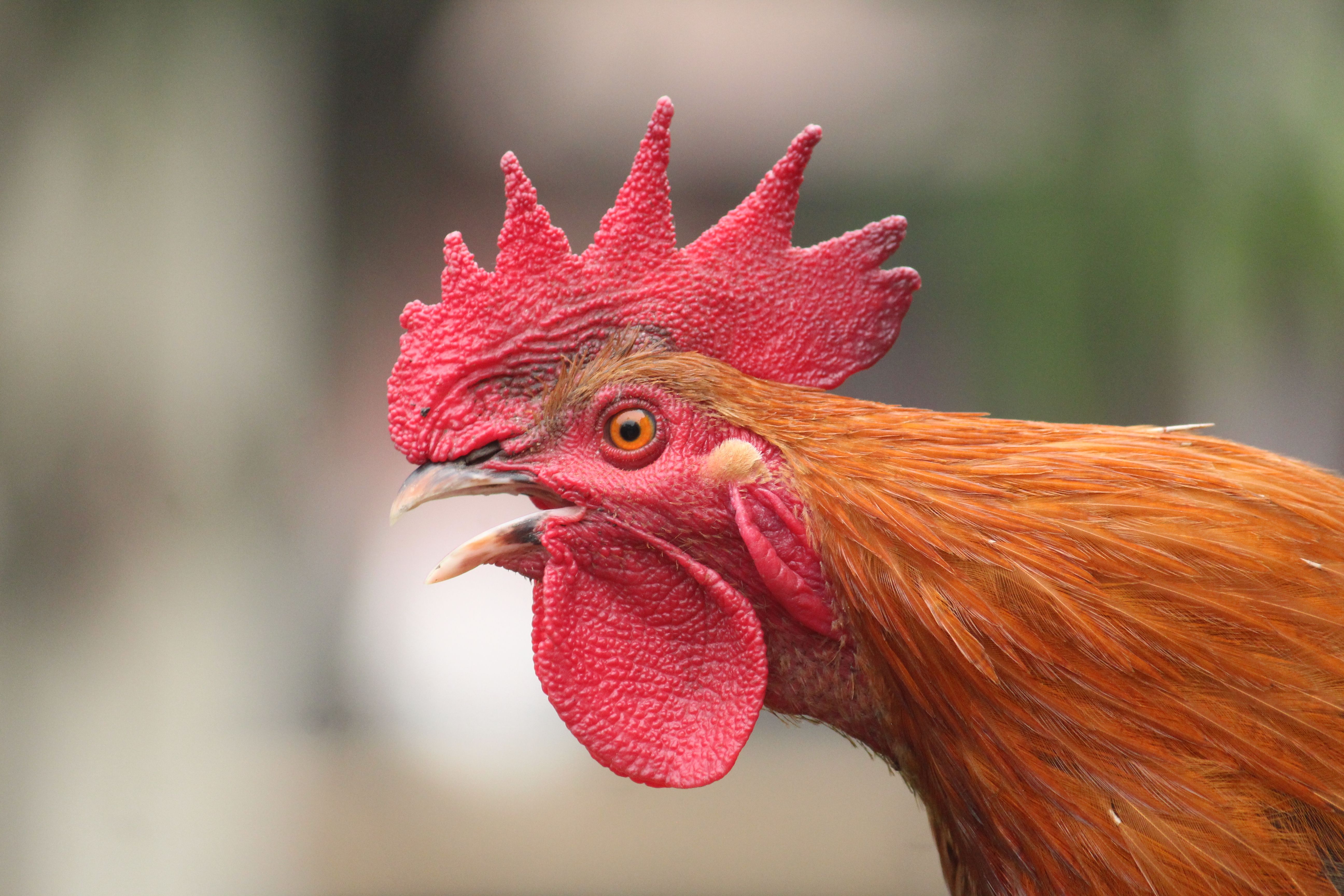 Close-up of a Vibrant Rooster Crowing · Free Stock Photo