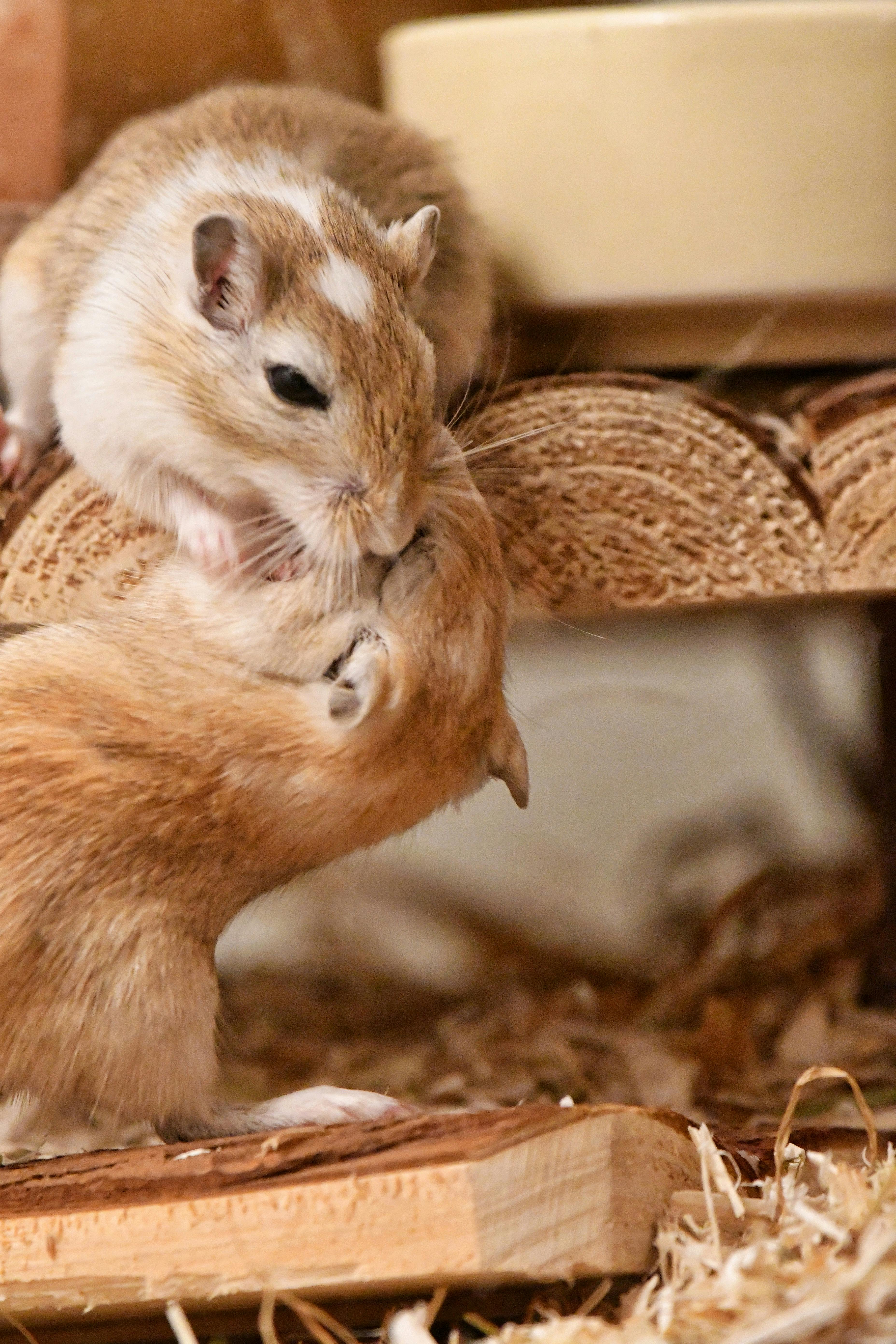 Adorable Gerbils Playfully Interacting in Cage · Free Stock Photo