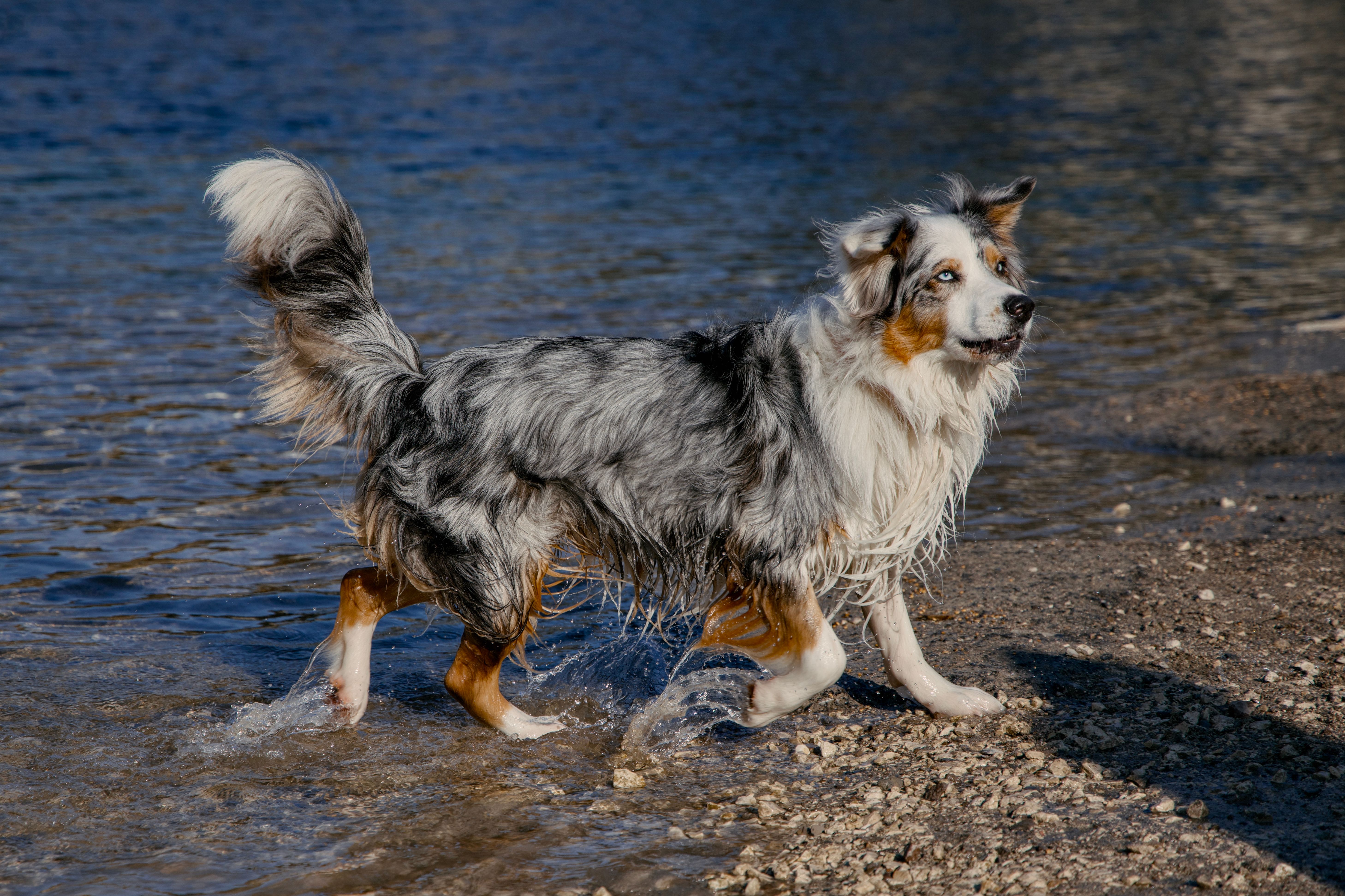 Energetic Australian Shepherd by Lake · Free Stock Photo