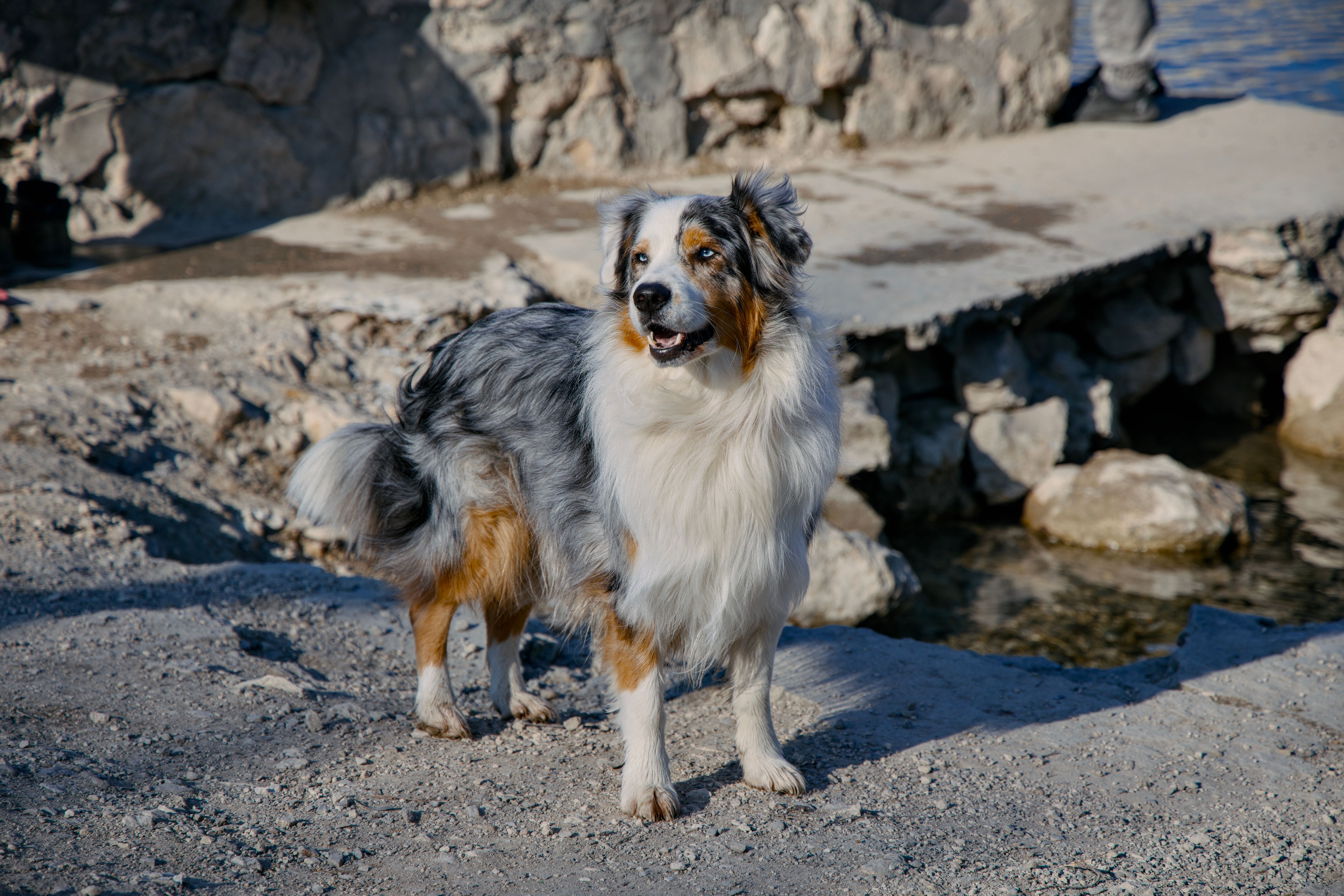 Pastor Australiano Tricolor De Rocky Stream · Foto de stock gratuita