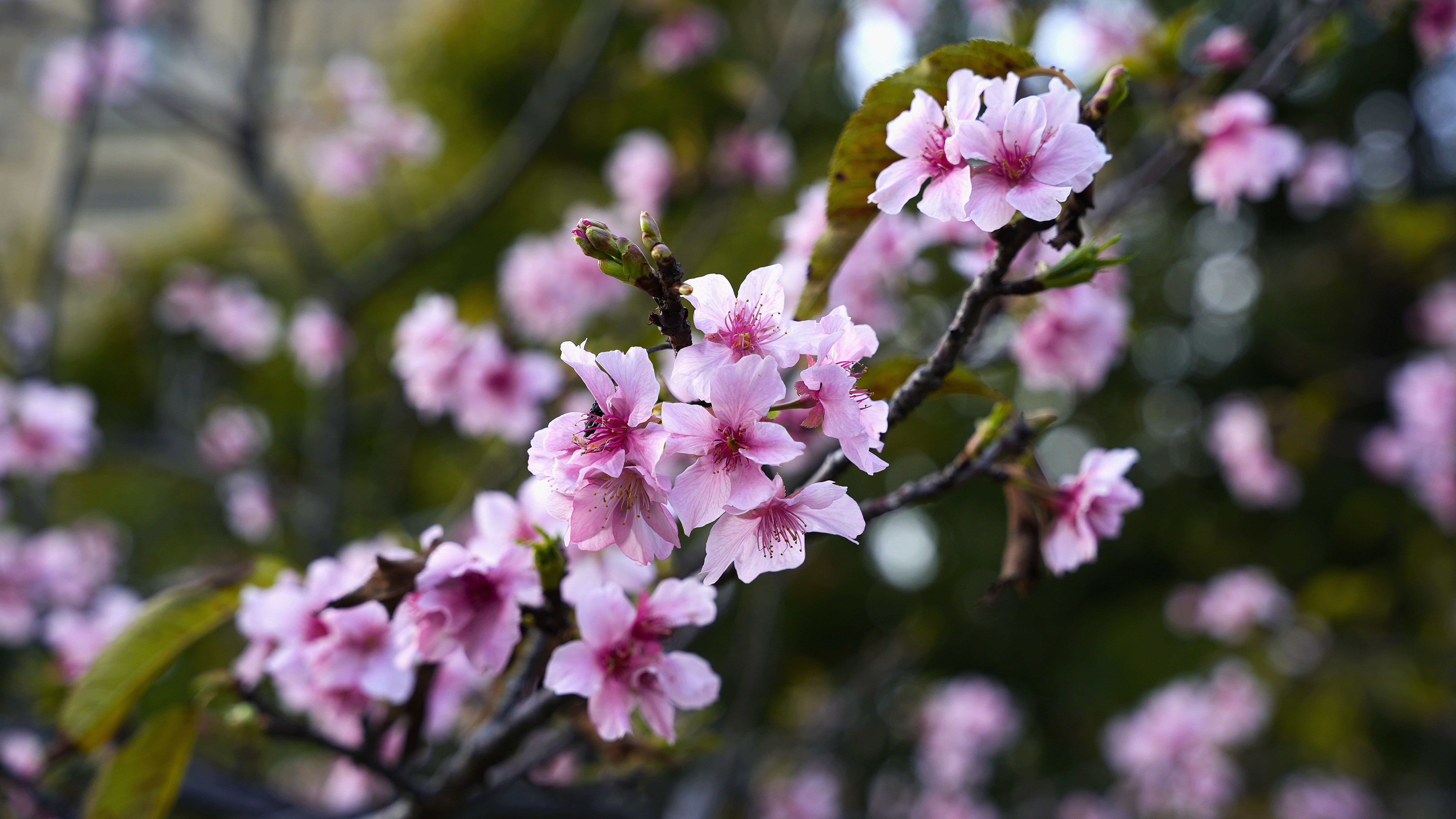 Beautiful Cherry Blossoms in Spring Bloom · Free Stock Photo