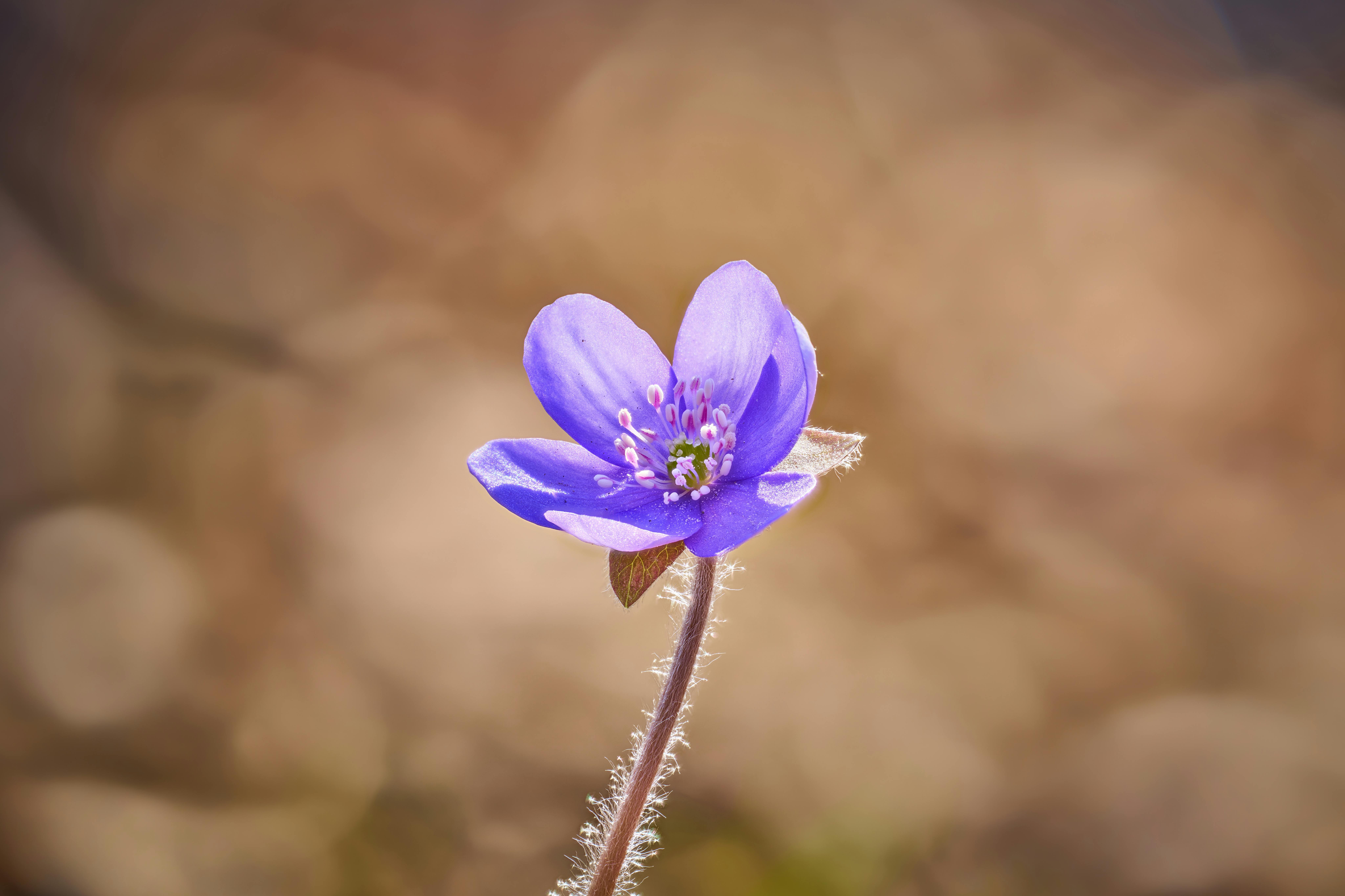Close-up of a Purple Hepatica Blossom · Free Stock Photo