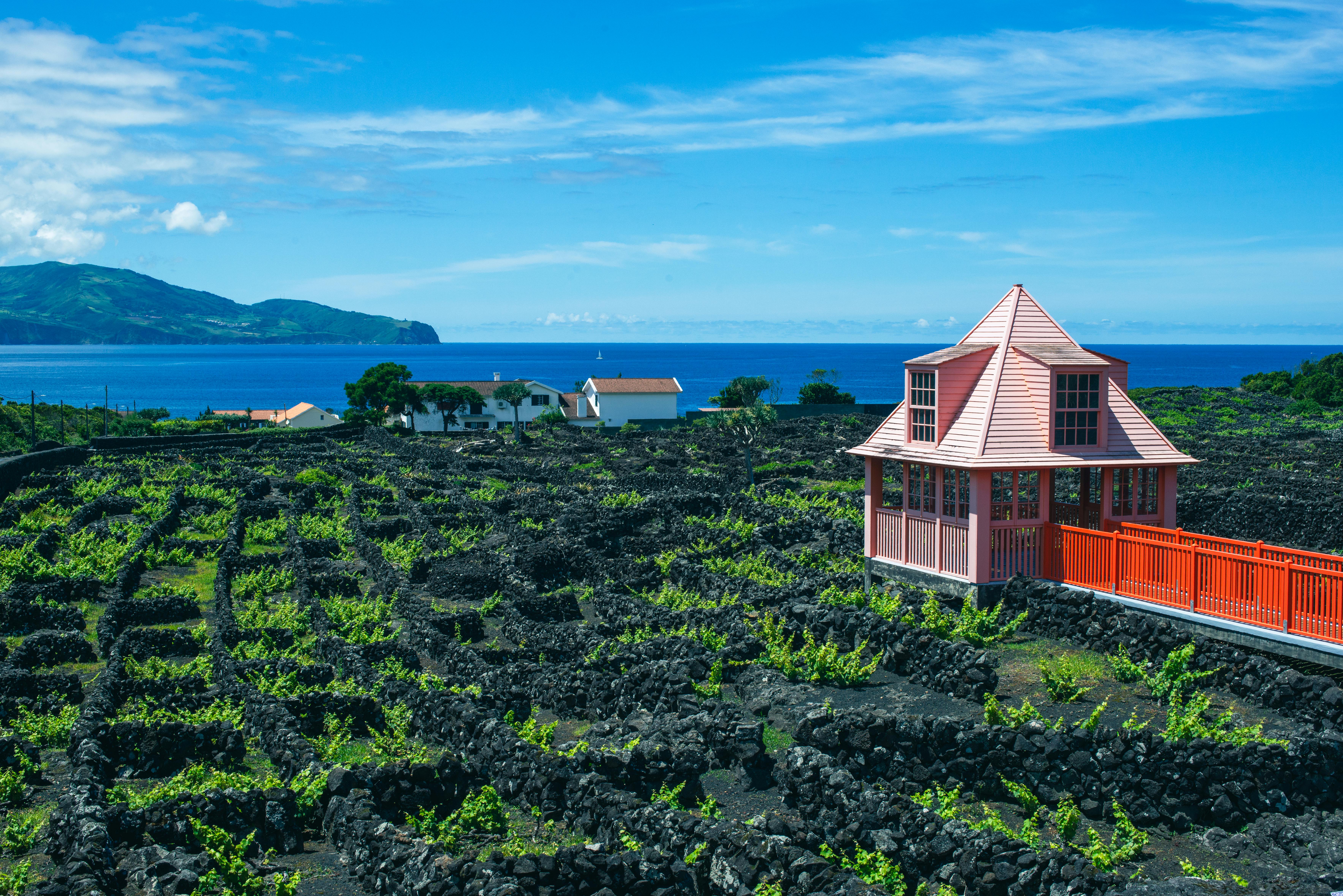 Azores Vineyard Photos, Download The BEST Free Azores Vineyard Stock ...
