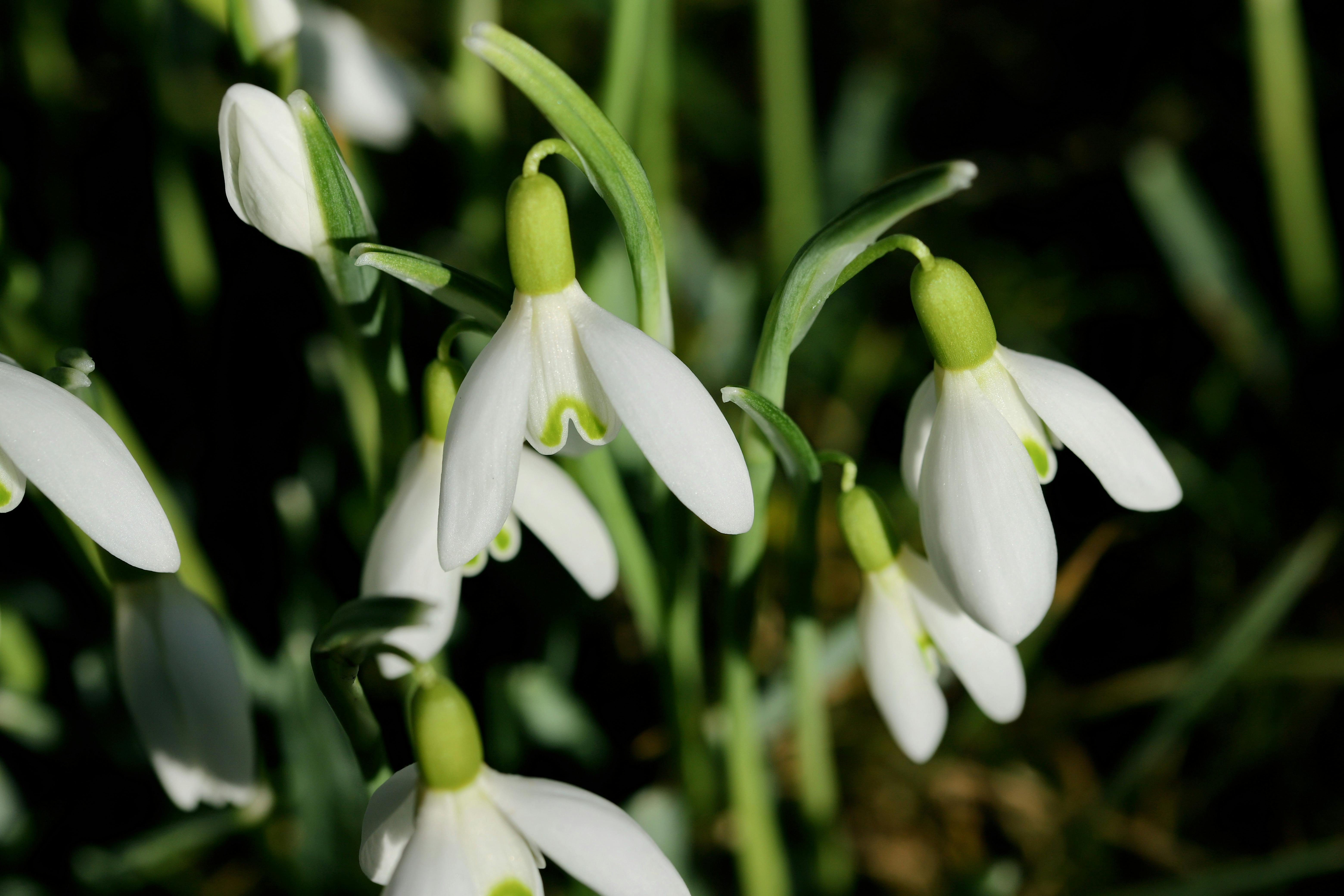 Close-up of Snowdrops in Spring Bloom · Free Stock Photo