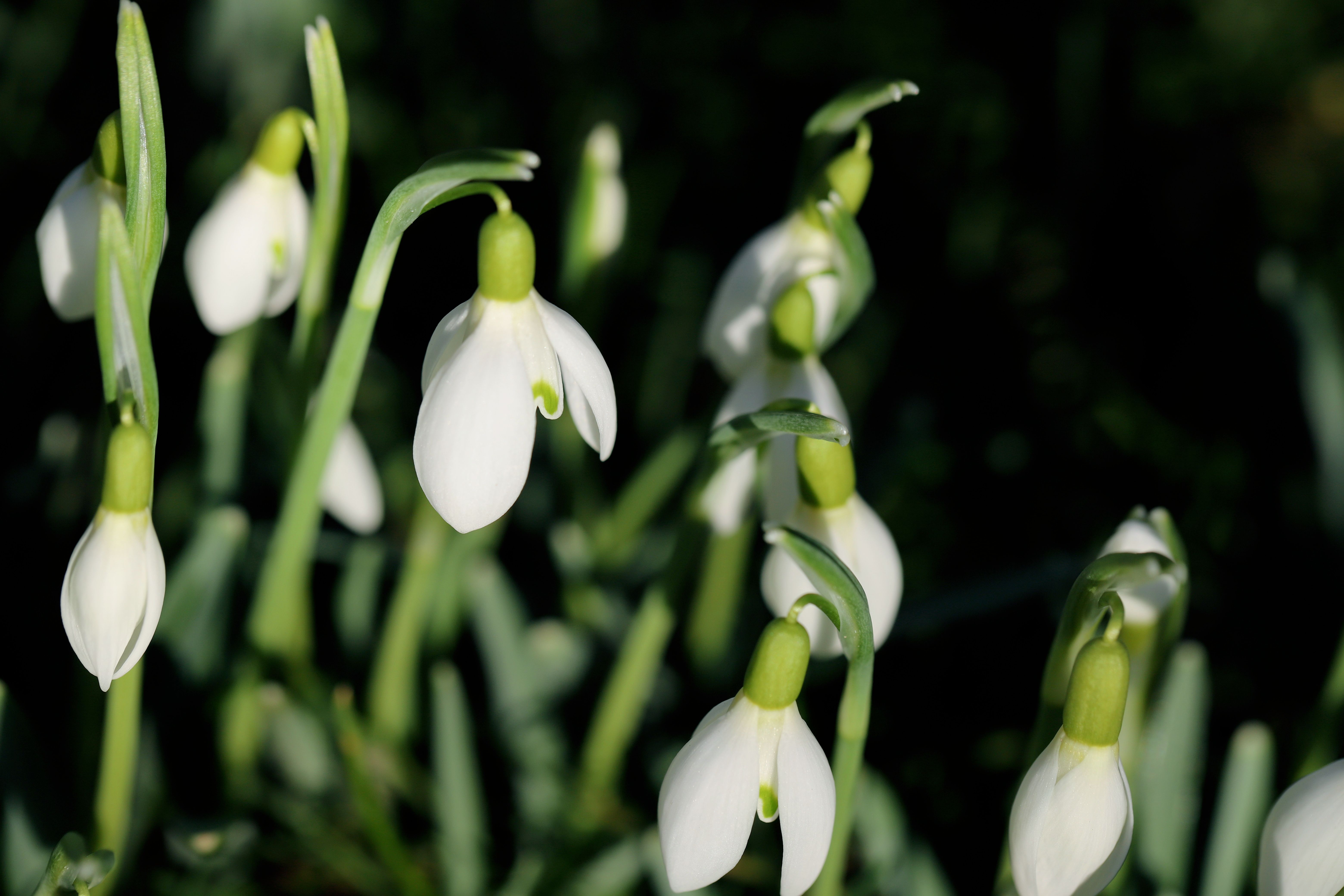 Close-Up of Snowdrops Blooming in Springtime · Free Stock Photo