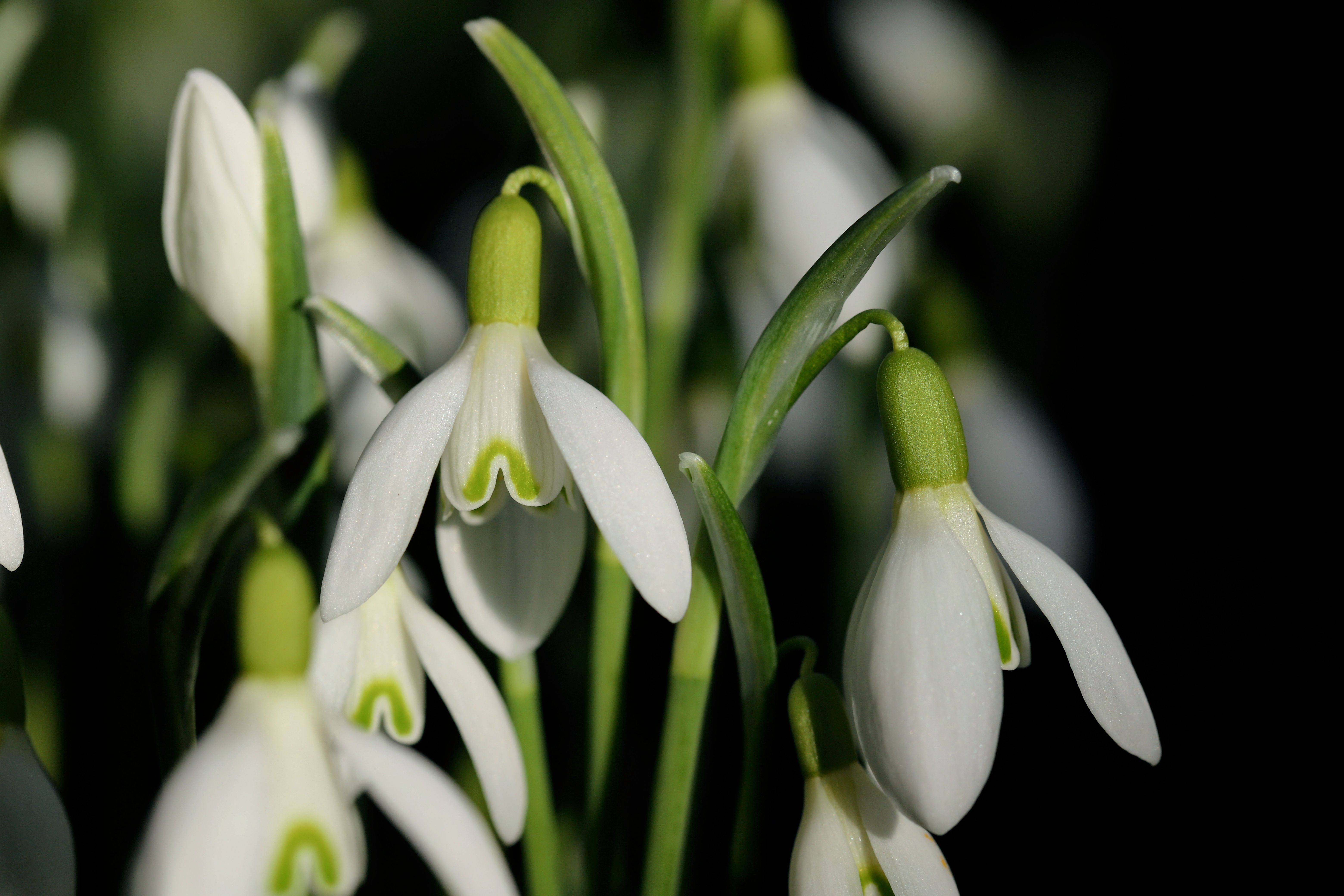 Close-Up of Snowdrop Flowers in Bloom · Free Stock Photo