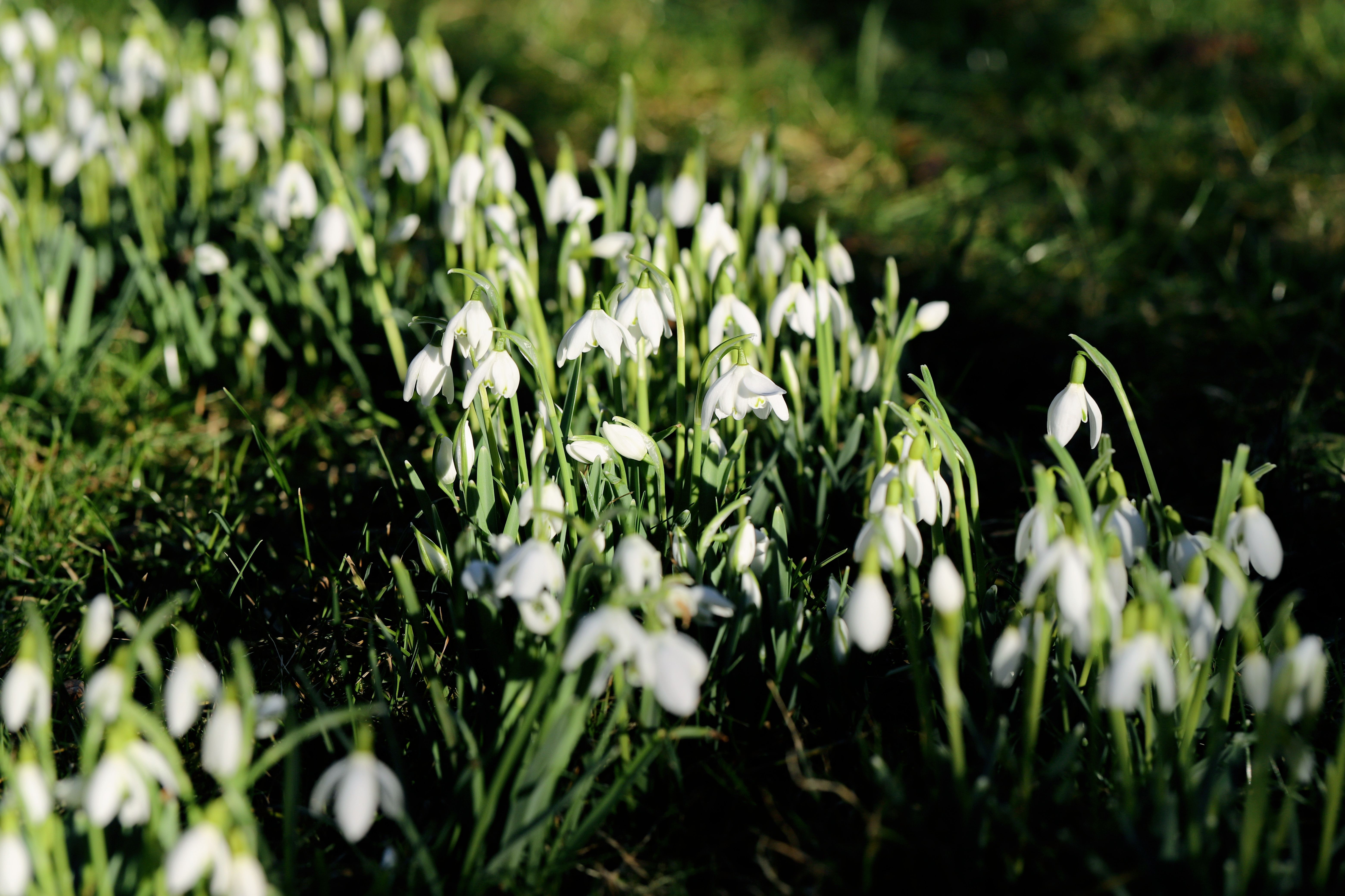 Beautiful Snowdrops Blooming in Spring Meadow · Free Stock Photo