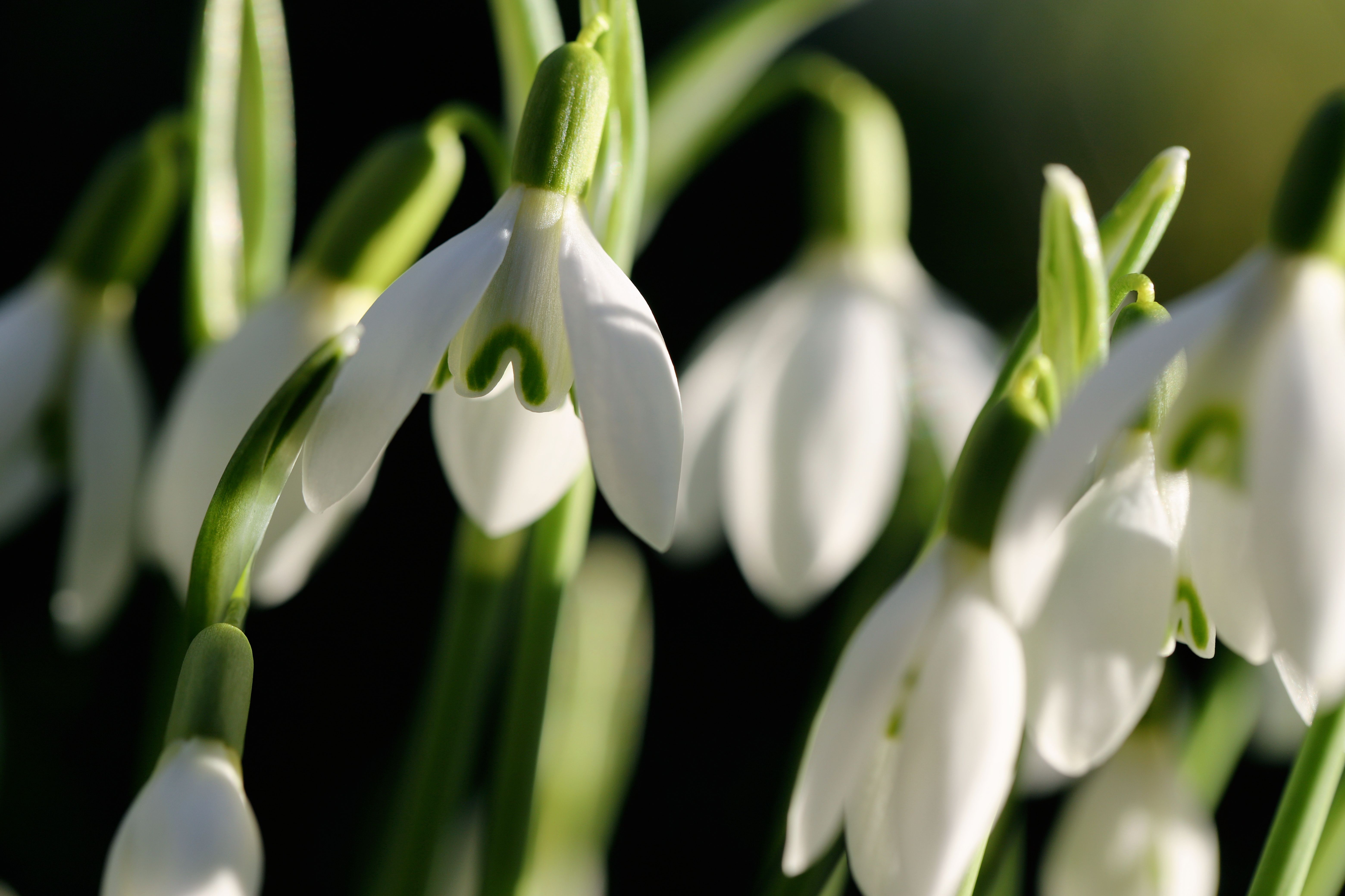 Close-up of Snowdrop Flowers in Springtime · Free Stock Photo