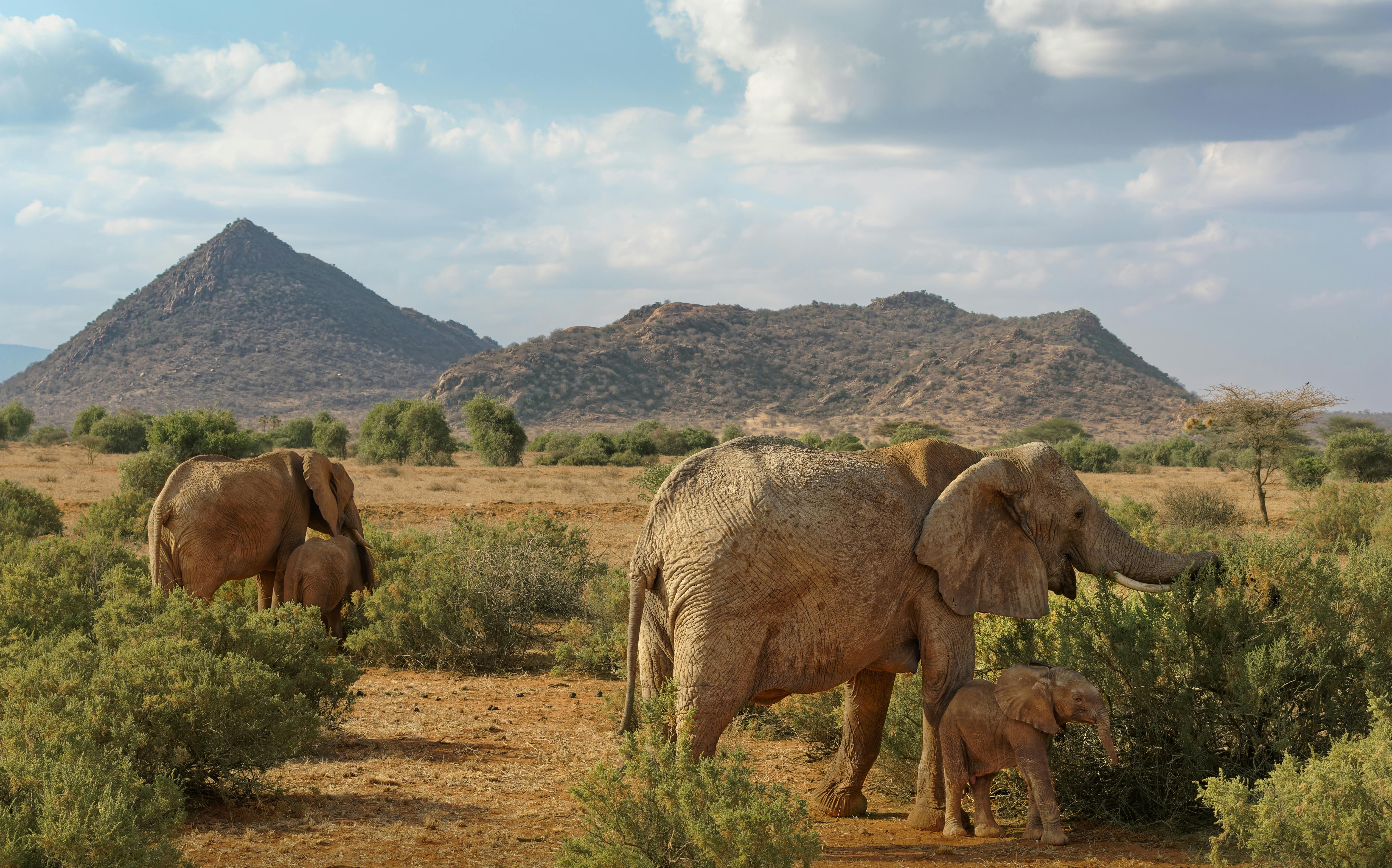 Calf Area Photos, Download The BEST Free Calf Area Stock Photos & HD Images