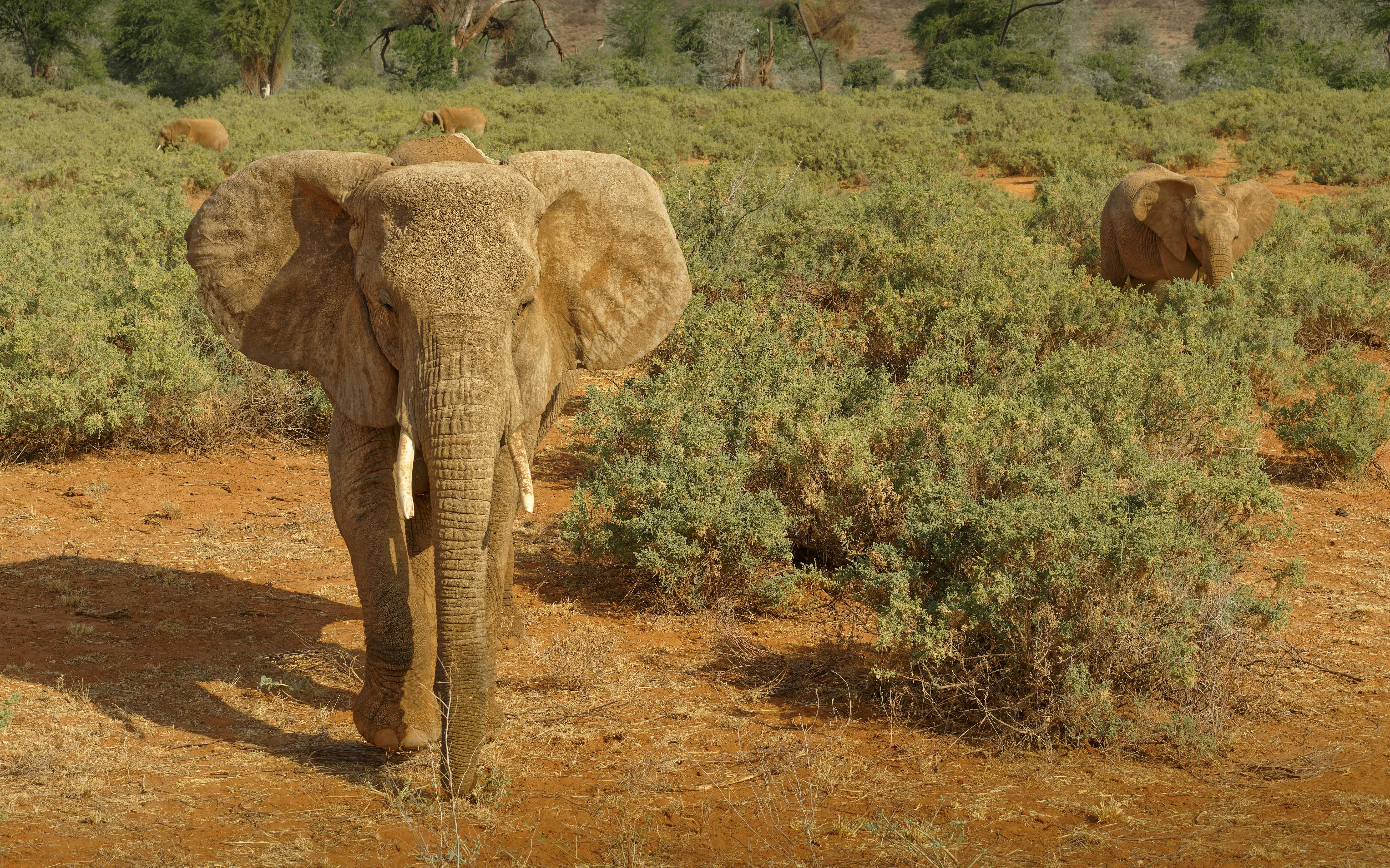 Closeup of African Elephant in Natural Habitat · Free Stock Photo