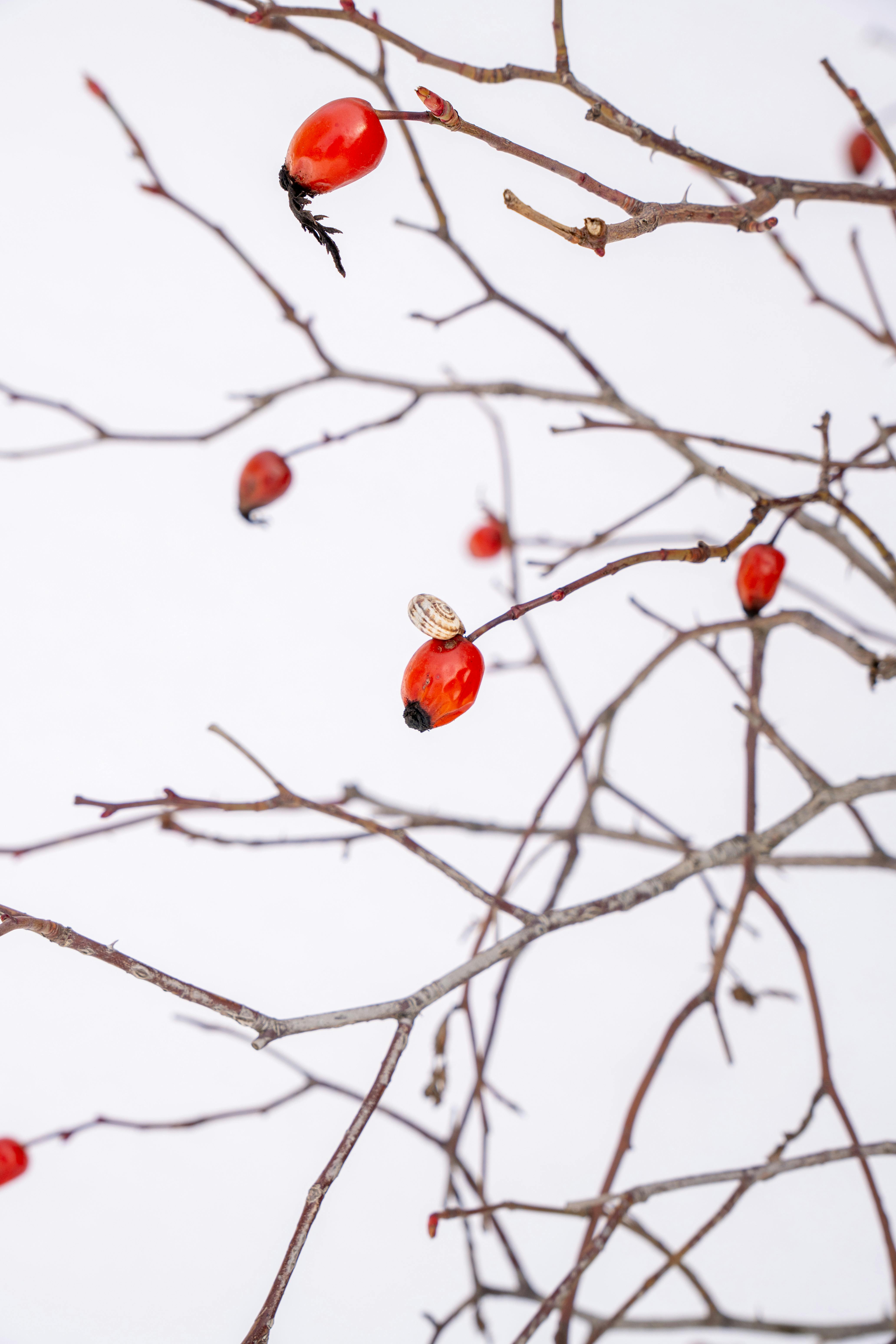 Rose Hips Photos, Download The BEST Free Rose Hips Stock Photos & HD Images