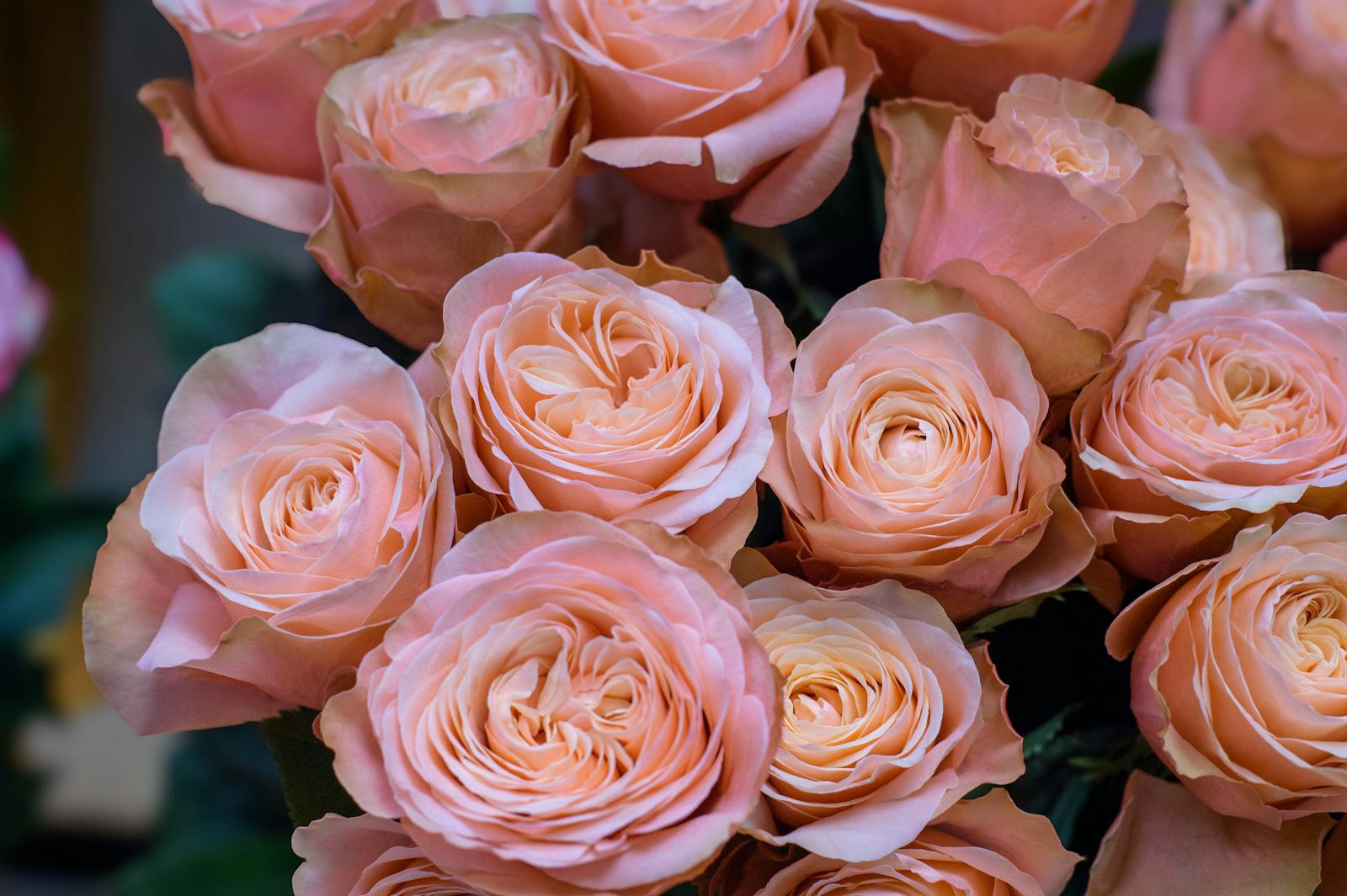 Peach Color Photos, Download The BEST Free Peach Color Stock Photos ...