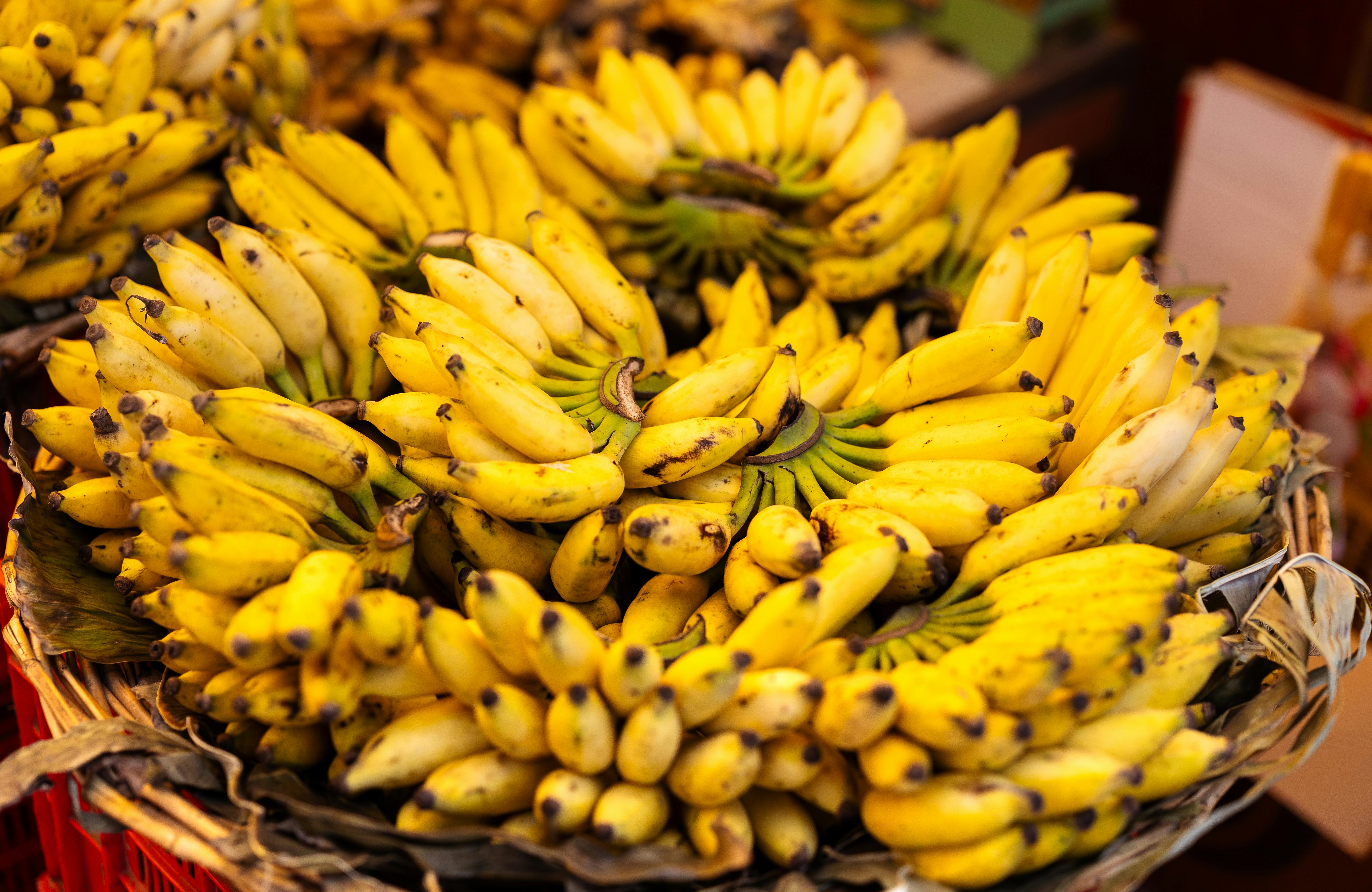 Vibrant Banana Display at Bengaluru Market · Free Stock Photo